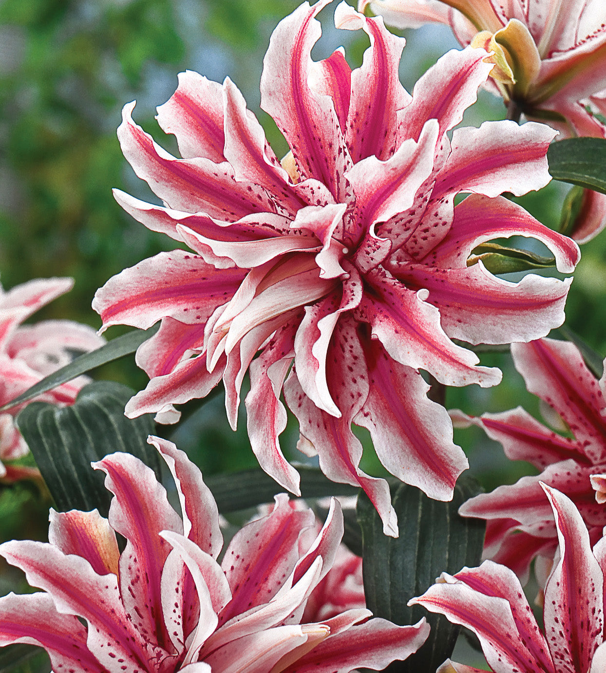 5 kpl Oriental-lilja ’Magic Star’ – Puutarha.com