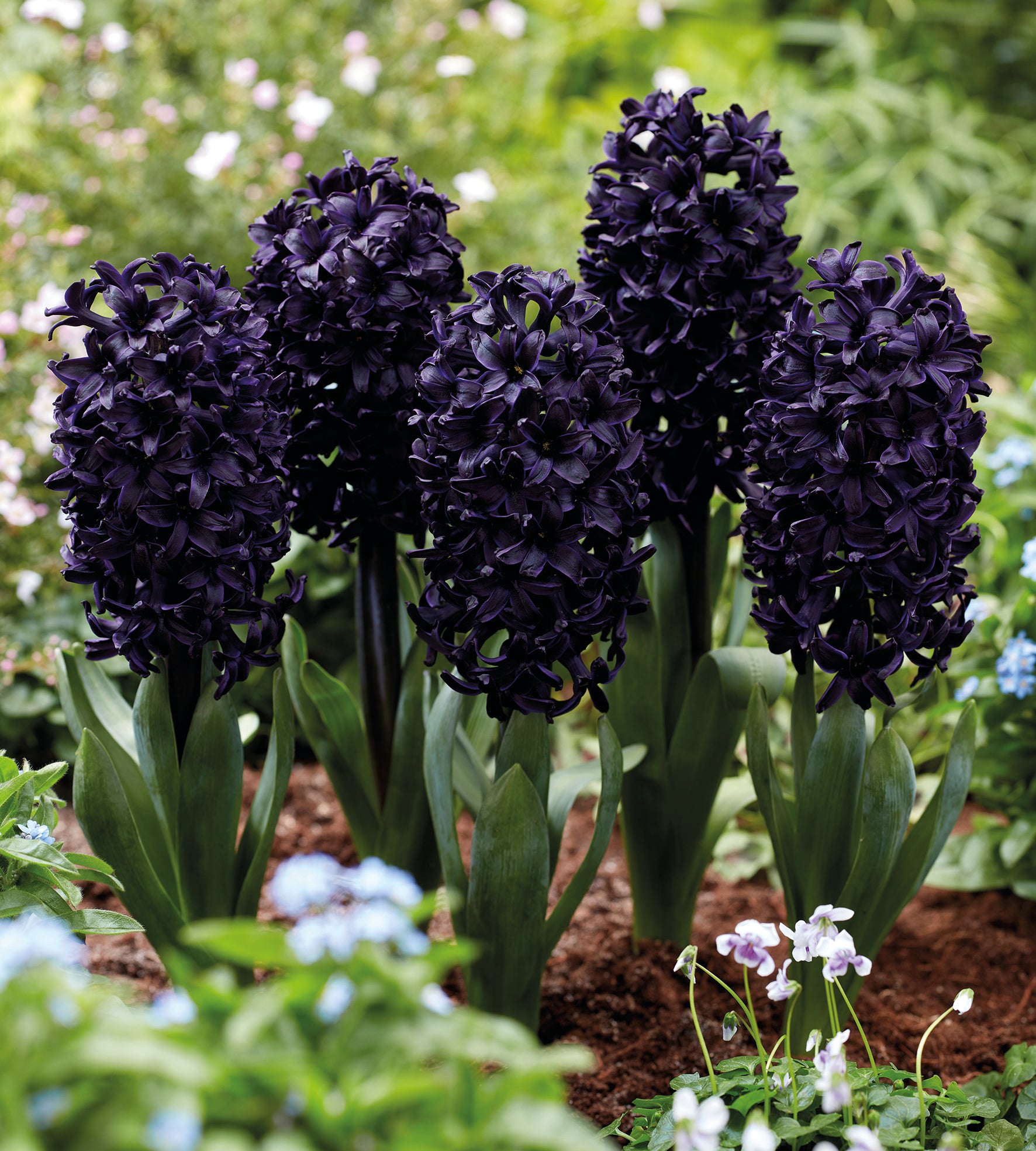 1 kpl Hyasintti ’Midnight Sky’ – Puutarha.com