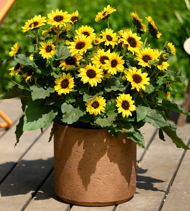 3 kpl Auringonkukka 'Sol Seeker Honey' – Puutarha.com