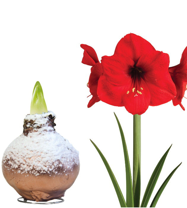 1 kpl Vaha-amaryllis X-mas Copper Snow – Puutarha.com