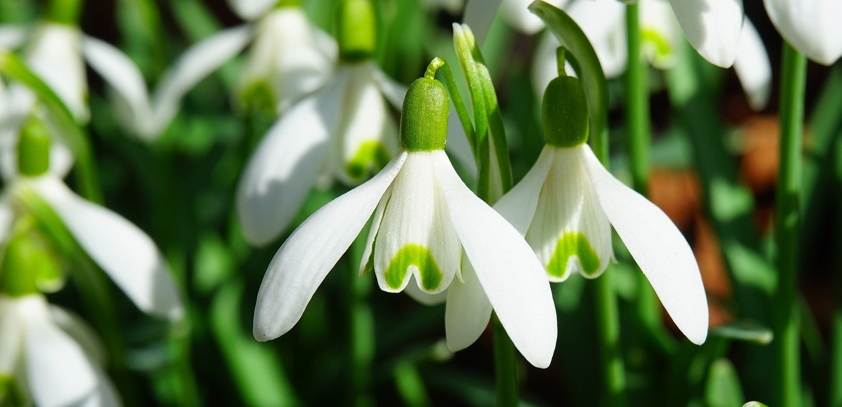 Lumikellon istutus ja hoito-ohjeet – Puutarha.com