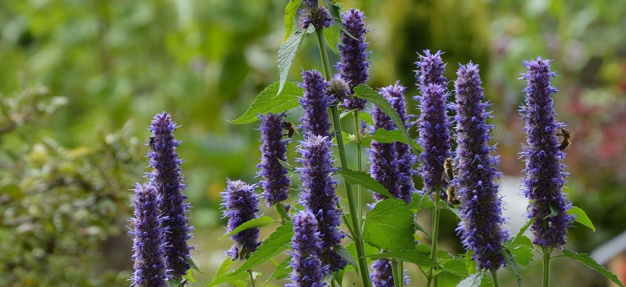 Yrtti-iison istutus ja hoito-ohjeet – Puutarha.com