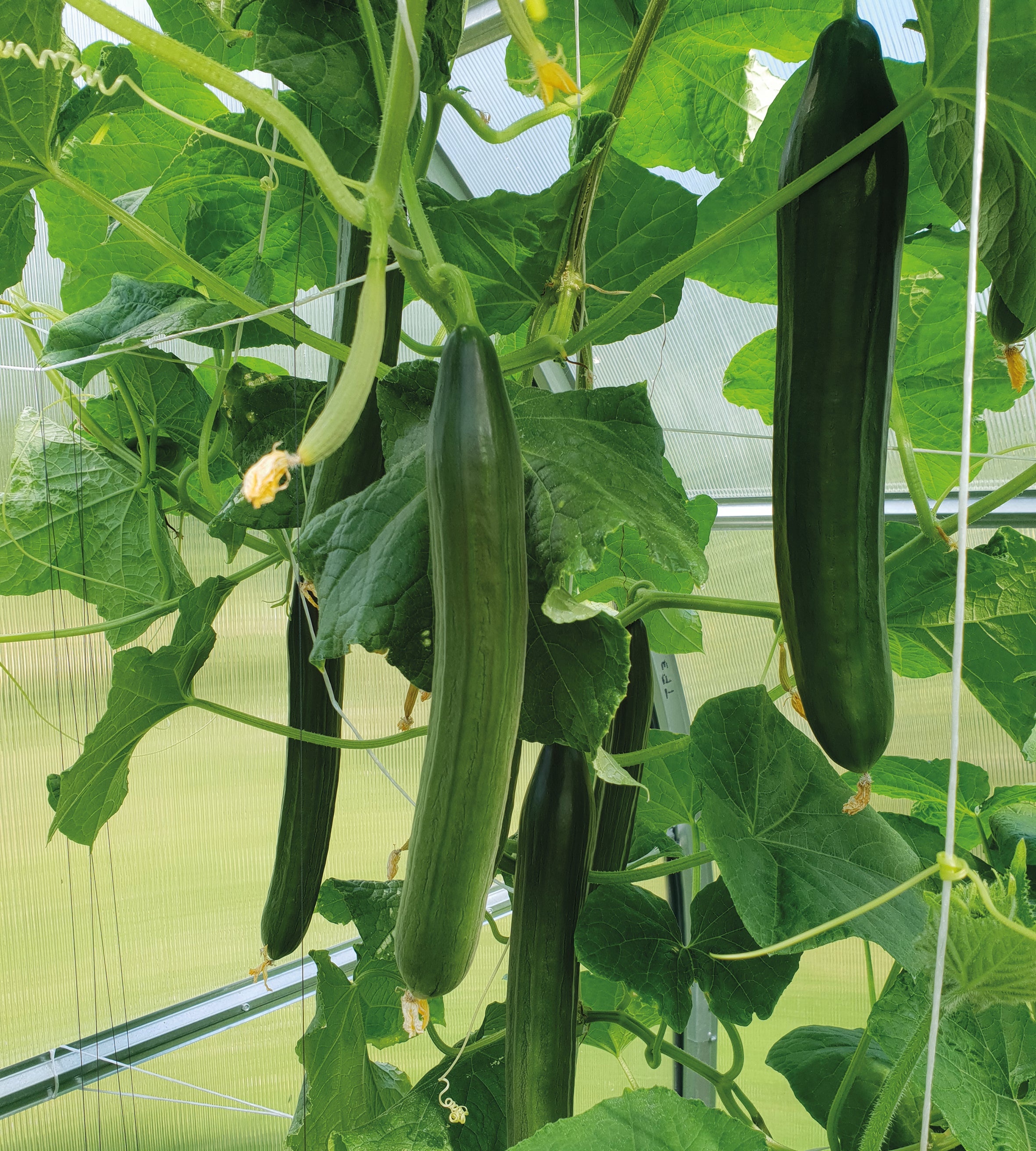 Kurkut – Puutarha.com