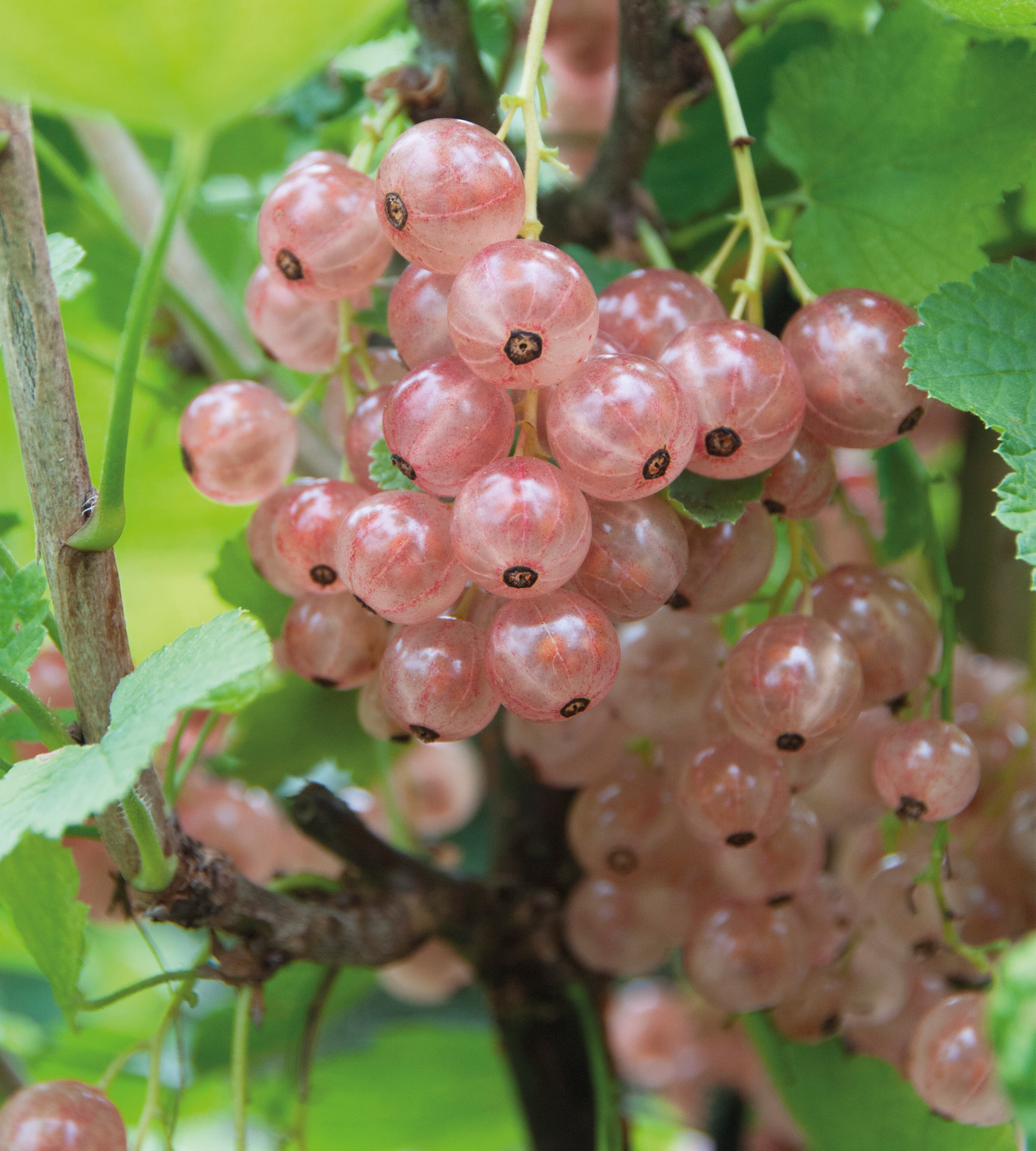 Marjat – Puutarha.com