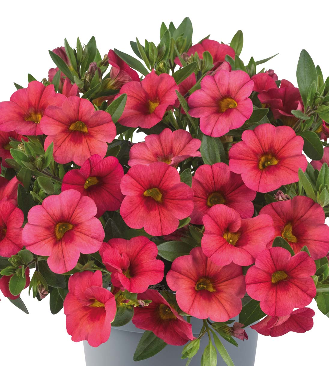 Miljoonakello 'Early Coral' 4 kpl – Puutarha.com