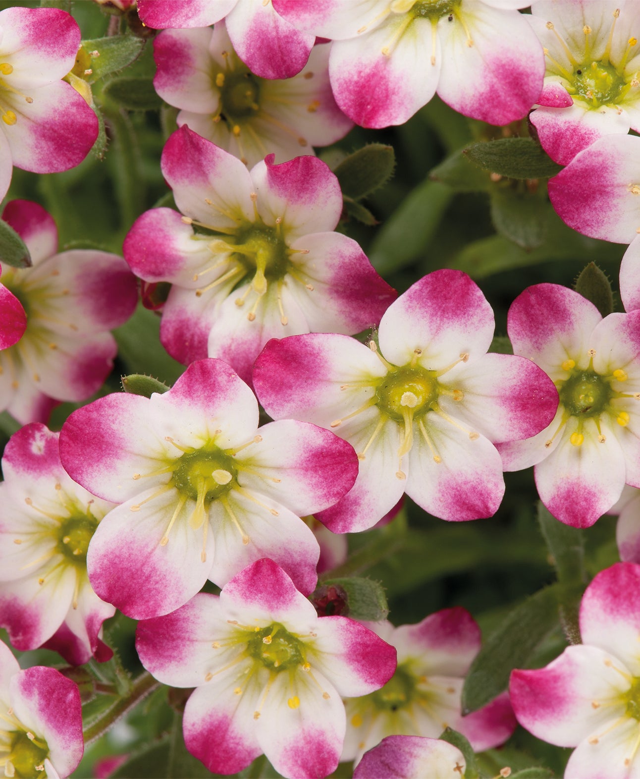 1 kpl Patjarikko 'Picotee' – Puutarha.com