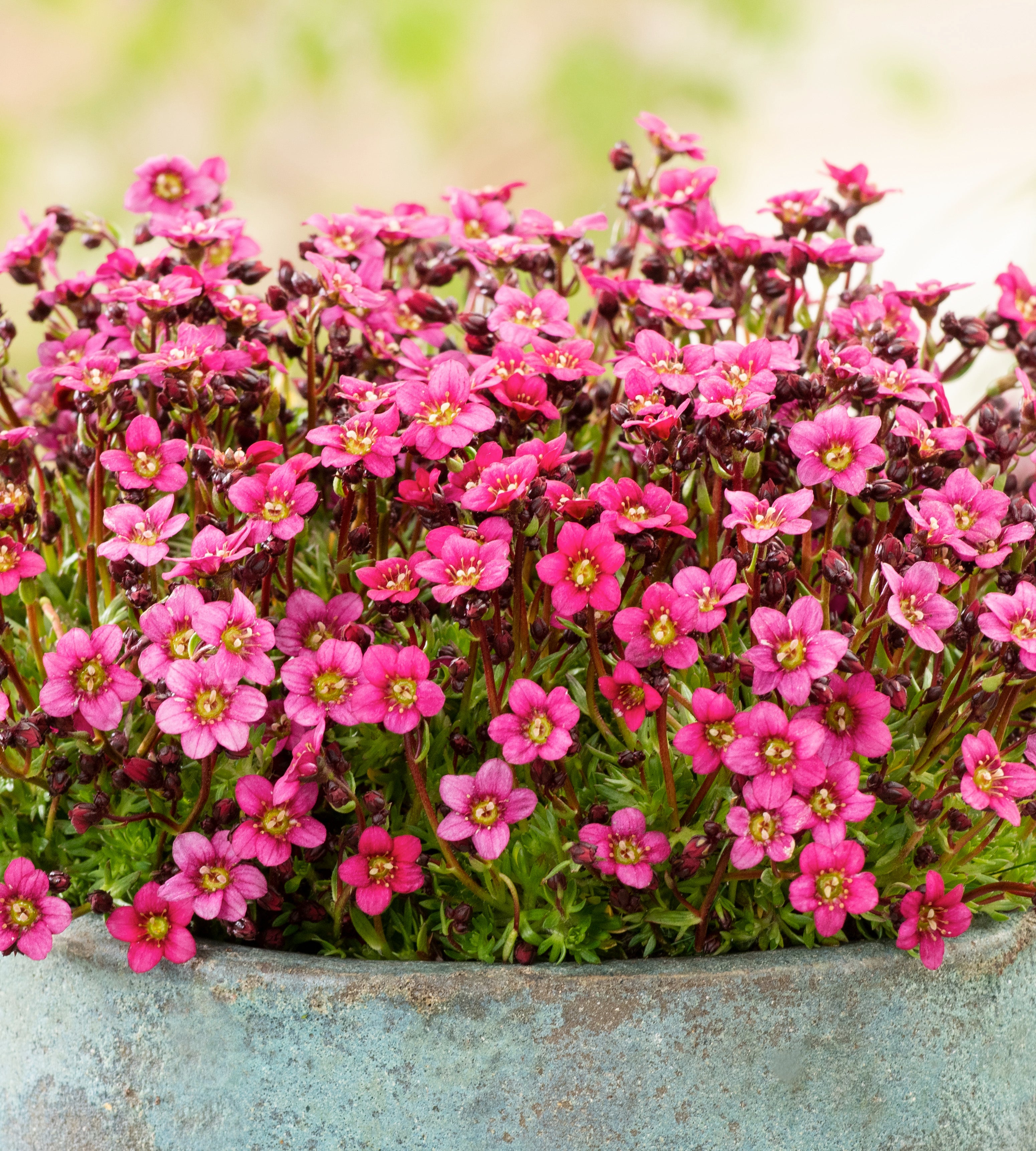 1 kpl Patjarikko 'Rose' – Puutarha.com