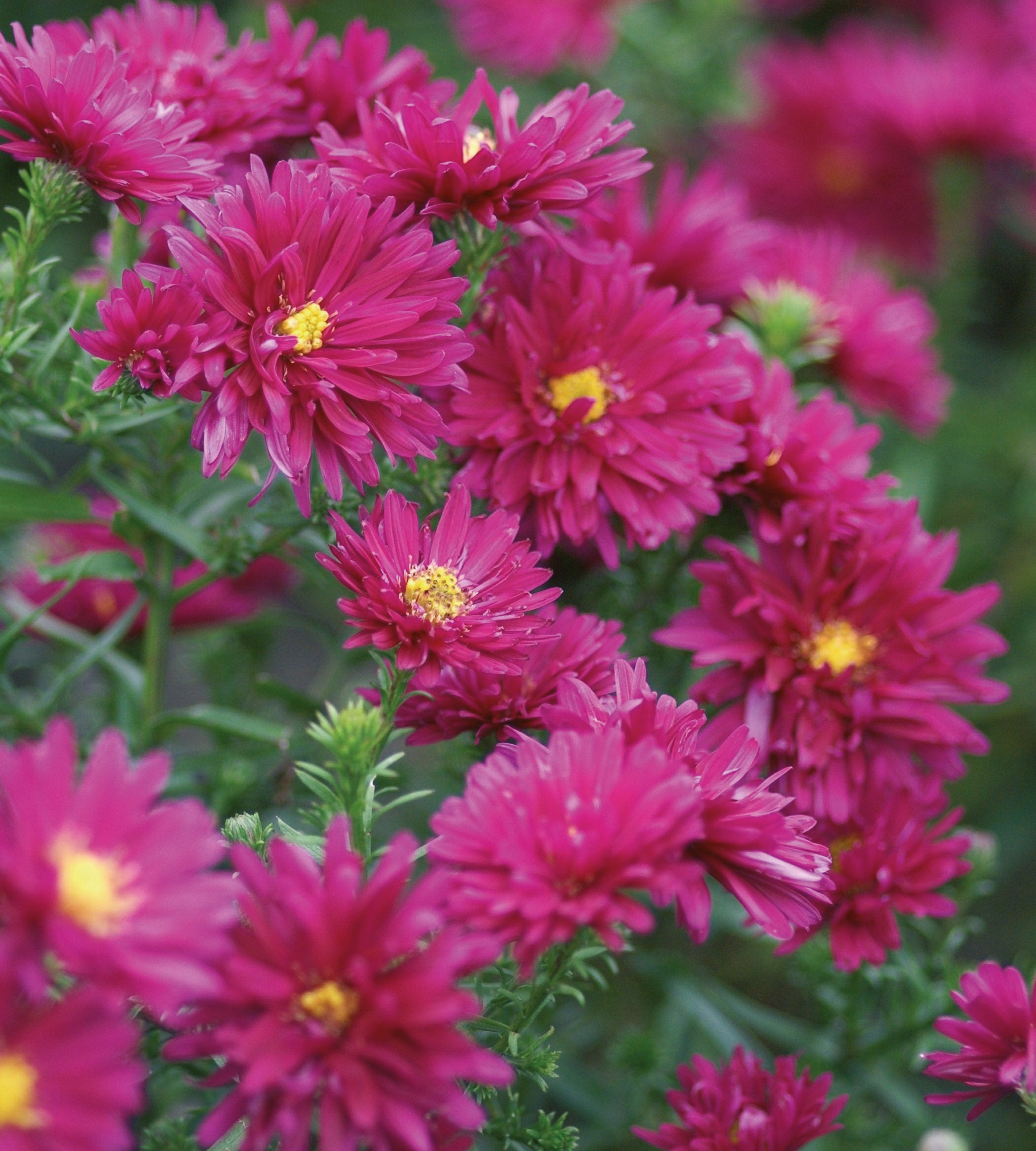 Syysasteri ’Royal Ruby’ 3 kpl – Puutarha.com