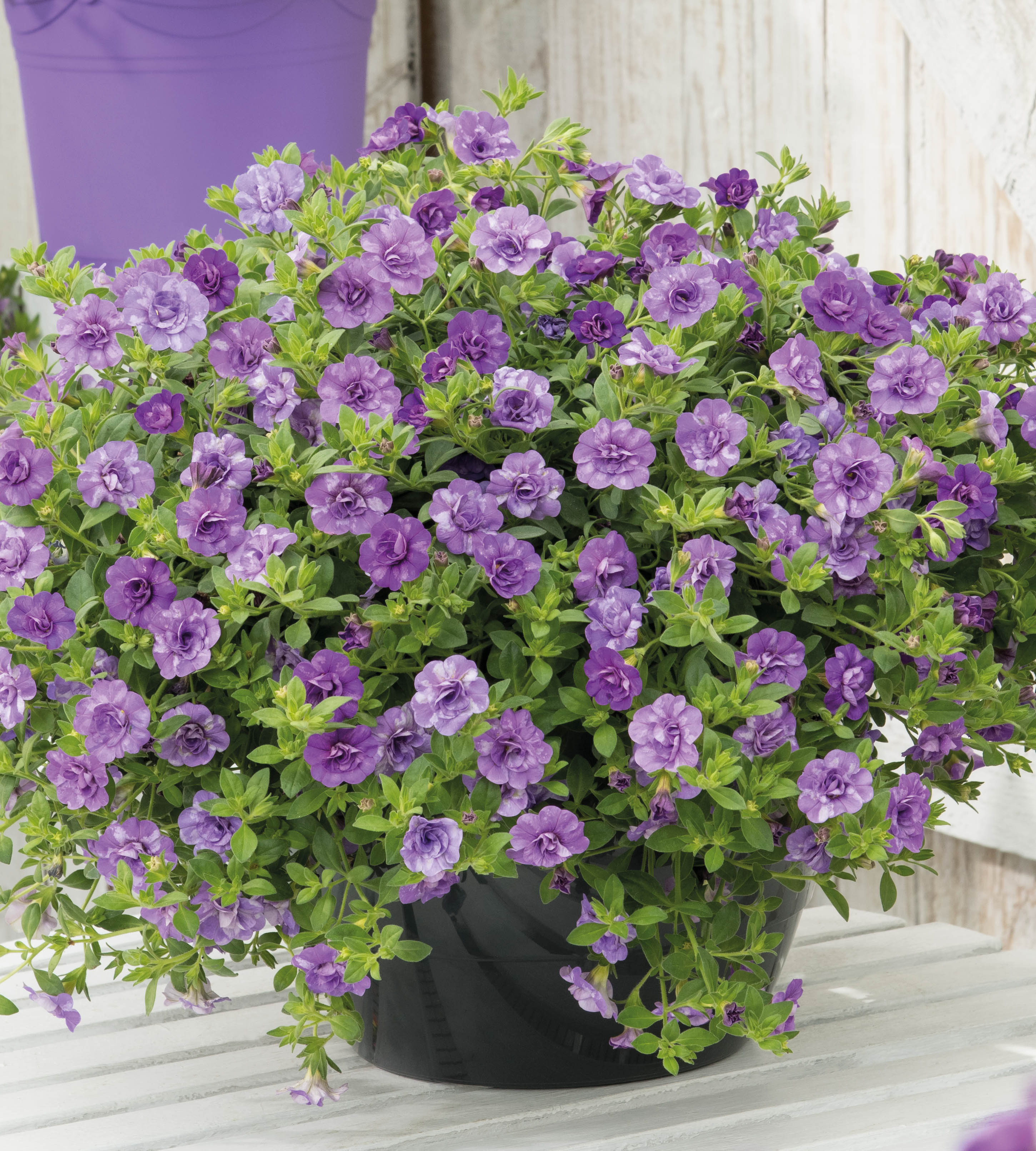 Miljoonakello 'Double Blue' 4 kpl – Puutarha.com