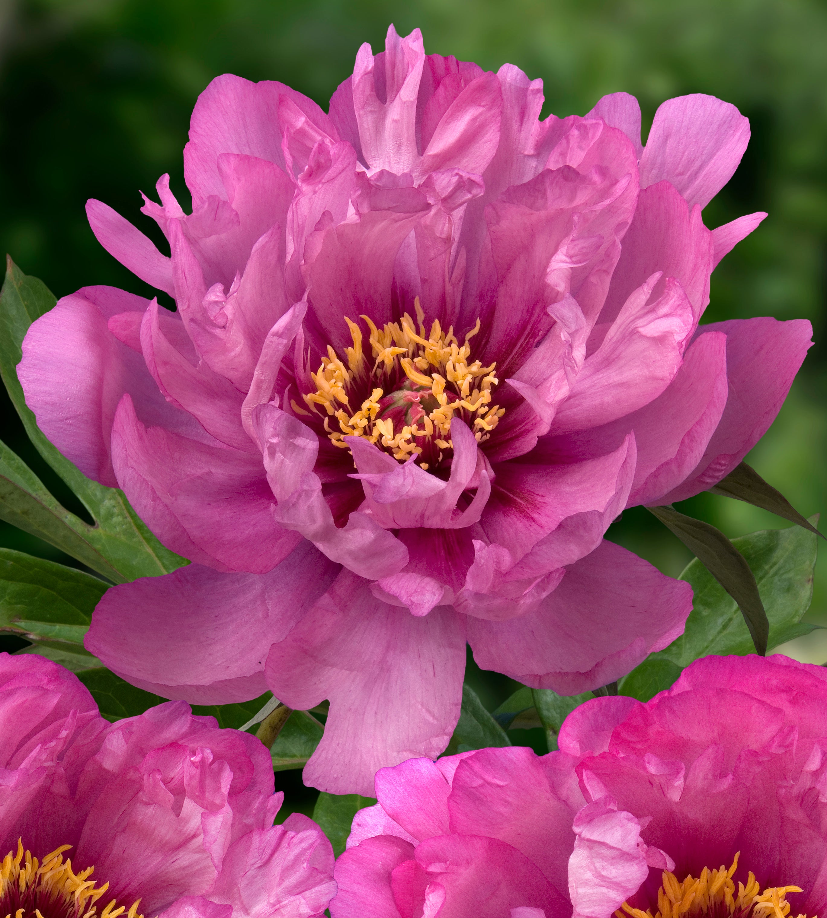 1 kpl Itoh-pioni ’First Arrival' – Puutarha.com