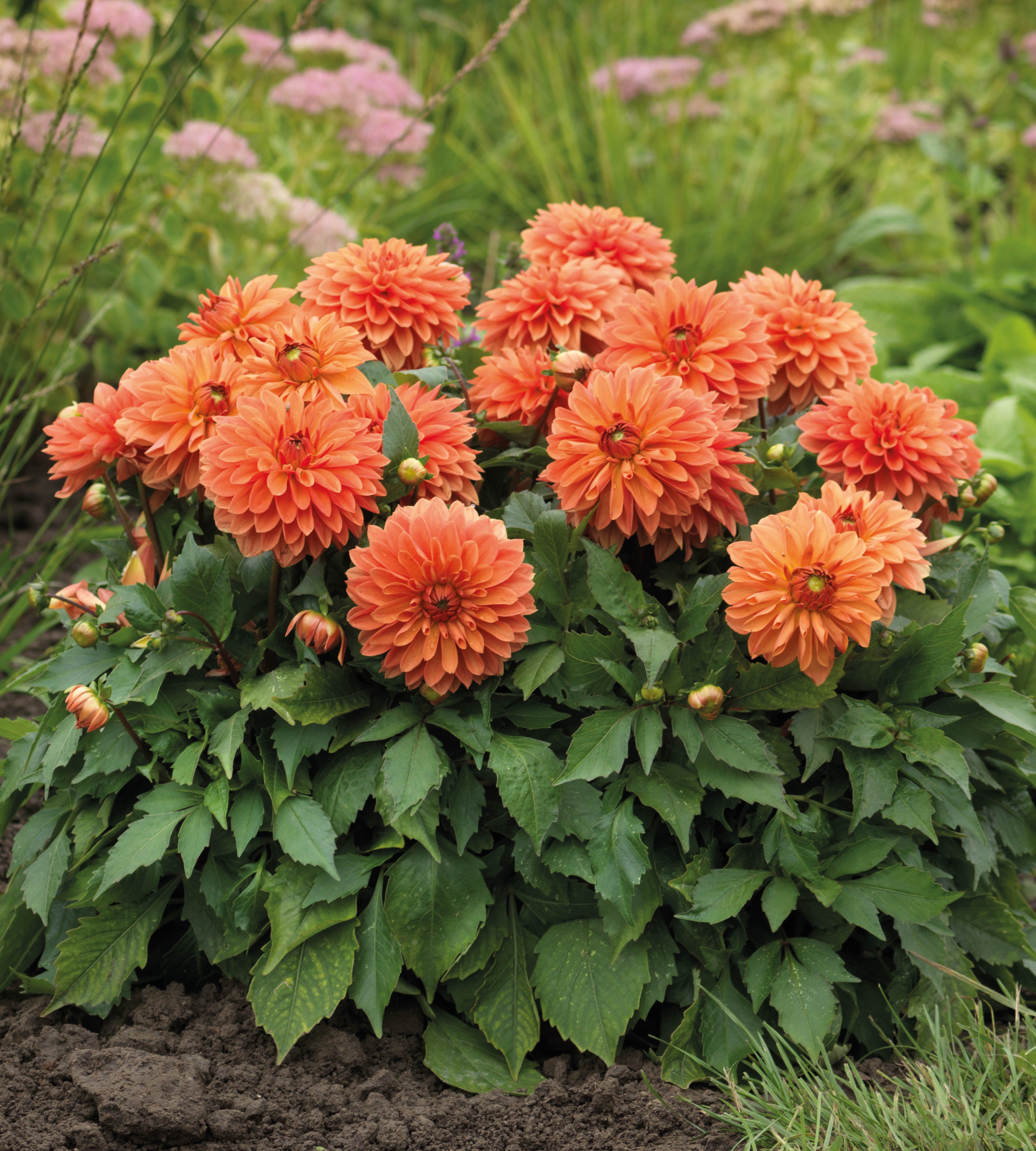 Daalia 'Maxi Apricot’ 3 kpl – Puutarha.com