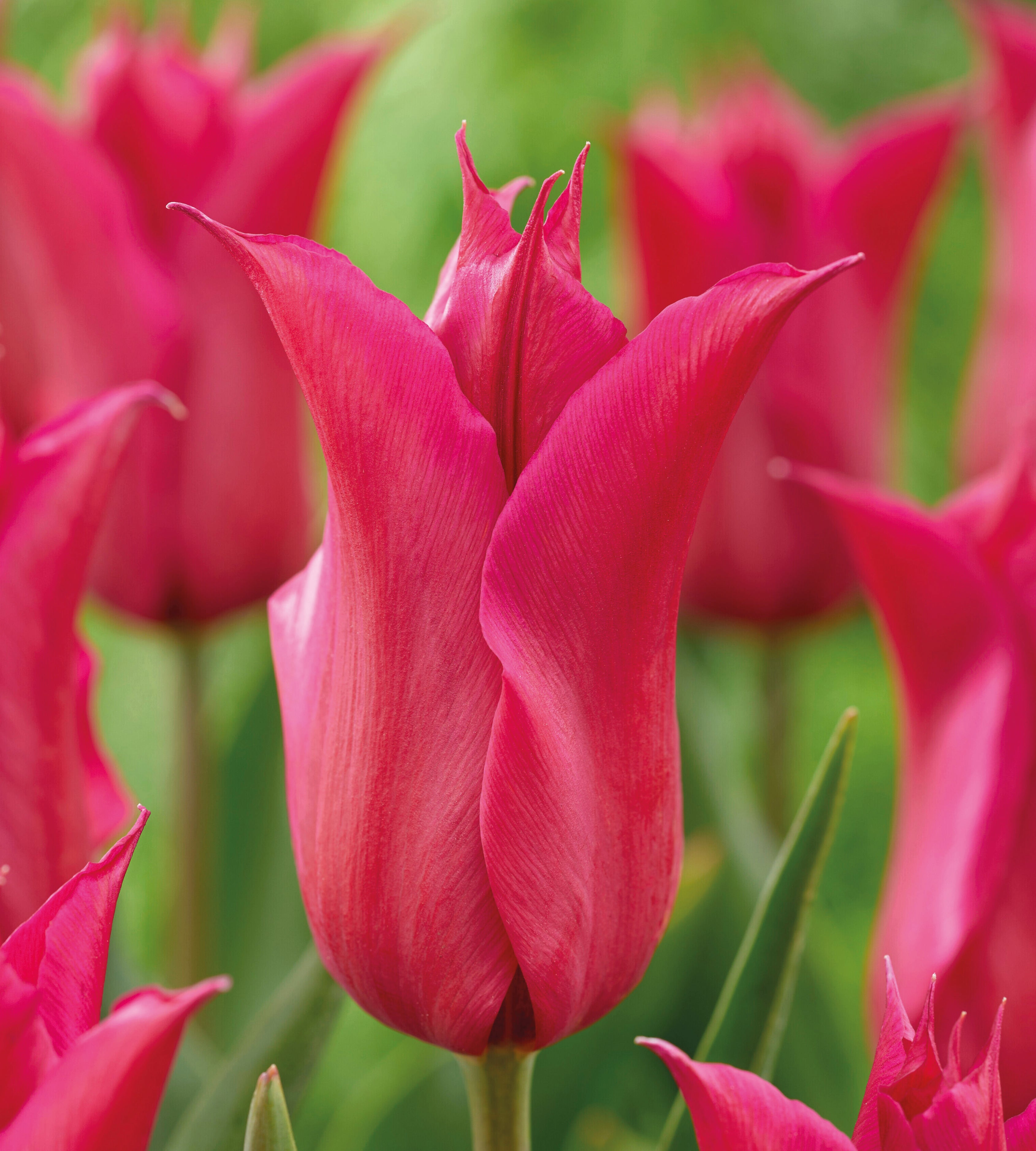 10 kpl Tulppaani ’Queen Rania’ – Puutarha.com