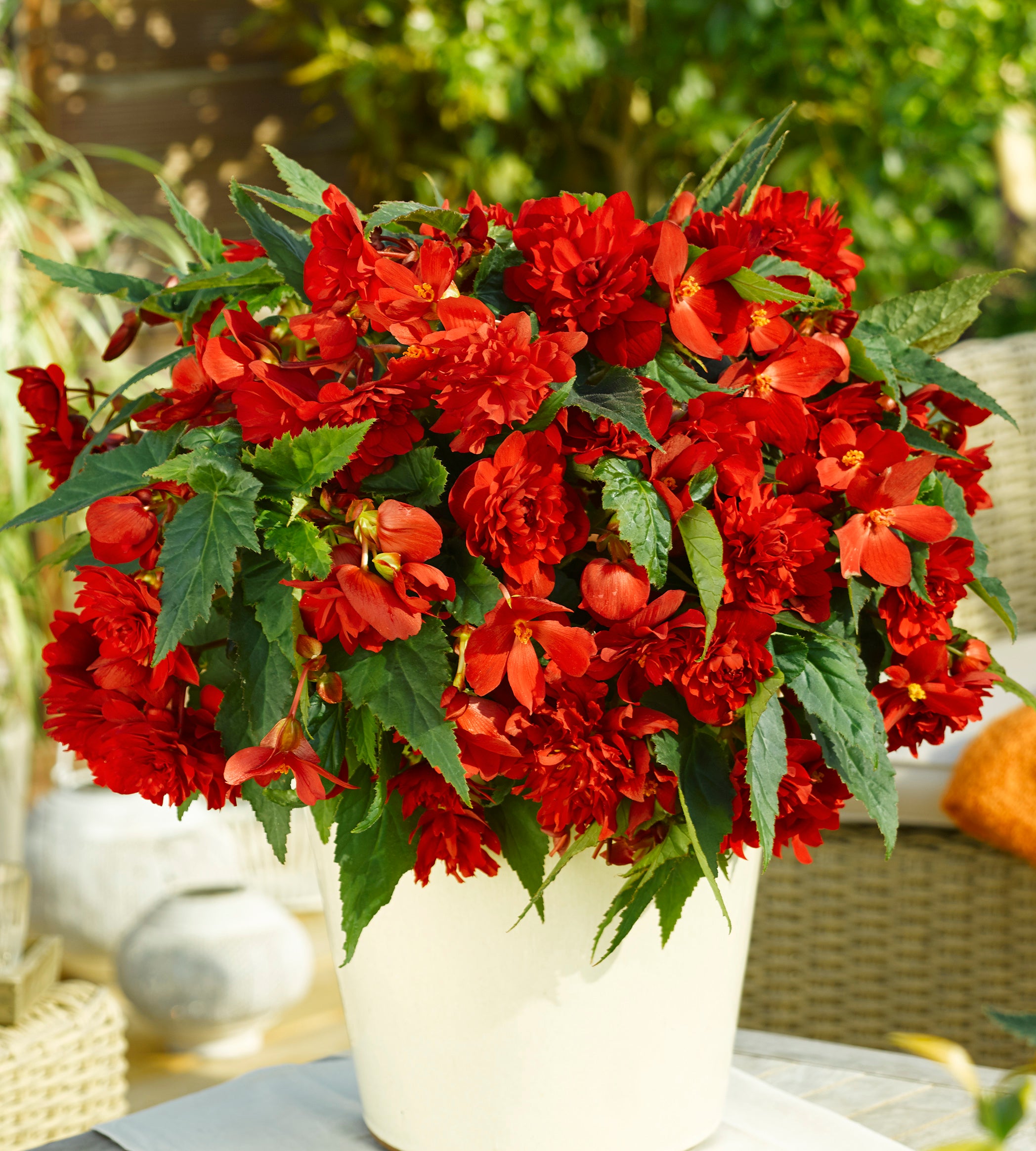Begonia ’Illumination F1 Scarlet' 3 kpl – Puutarha.com