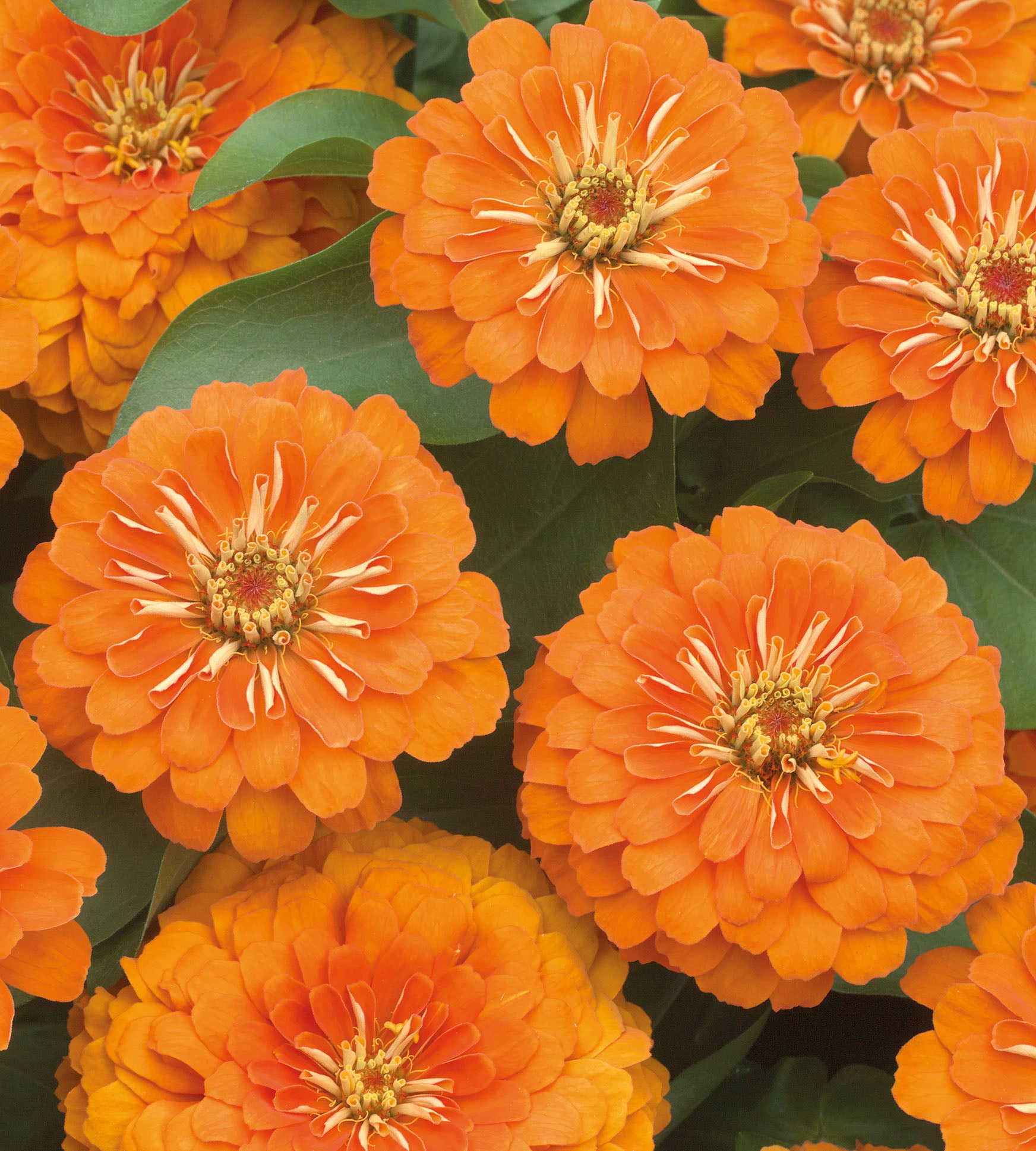 Isozinnia ’Zen Orange’ 6 kpl – Puutarha.com