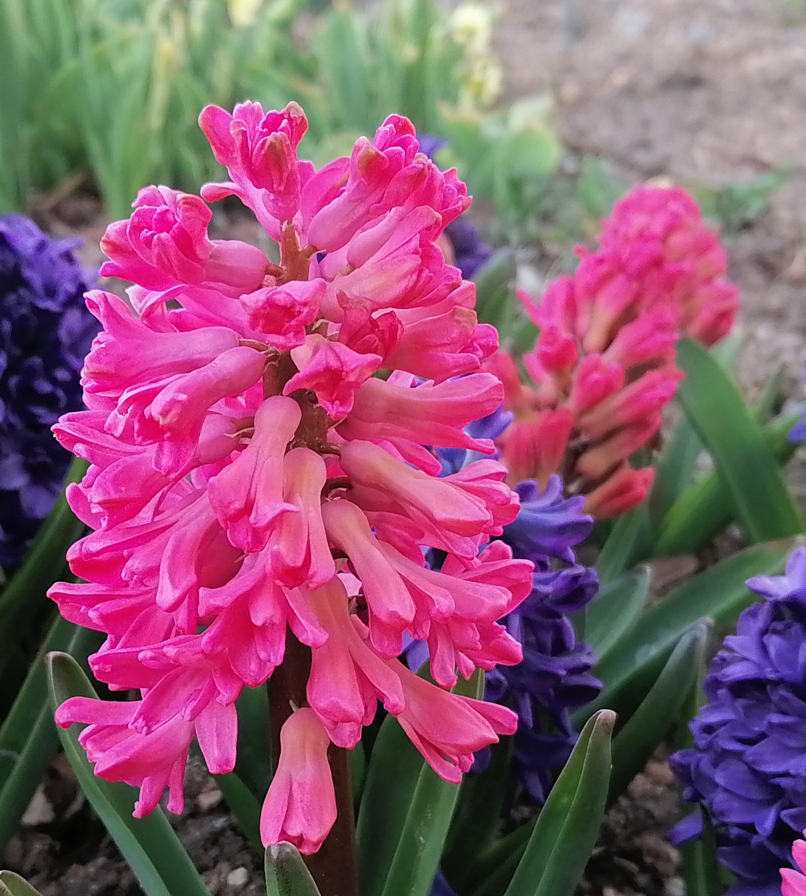 15 kpl Hyasintti ’Jan Bos' – Puutarha.com