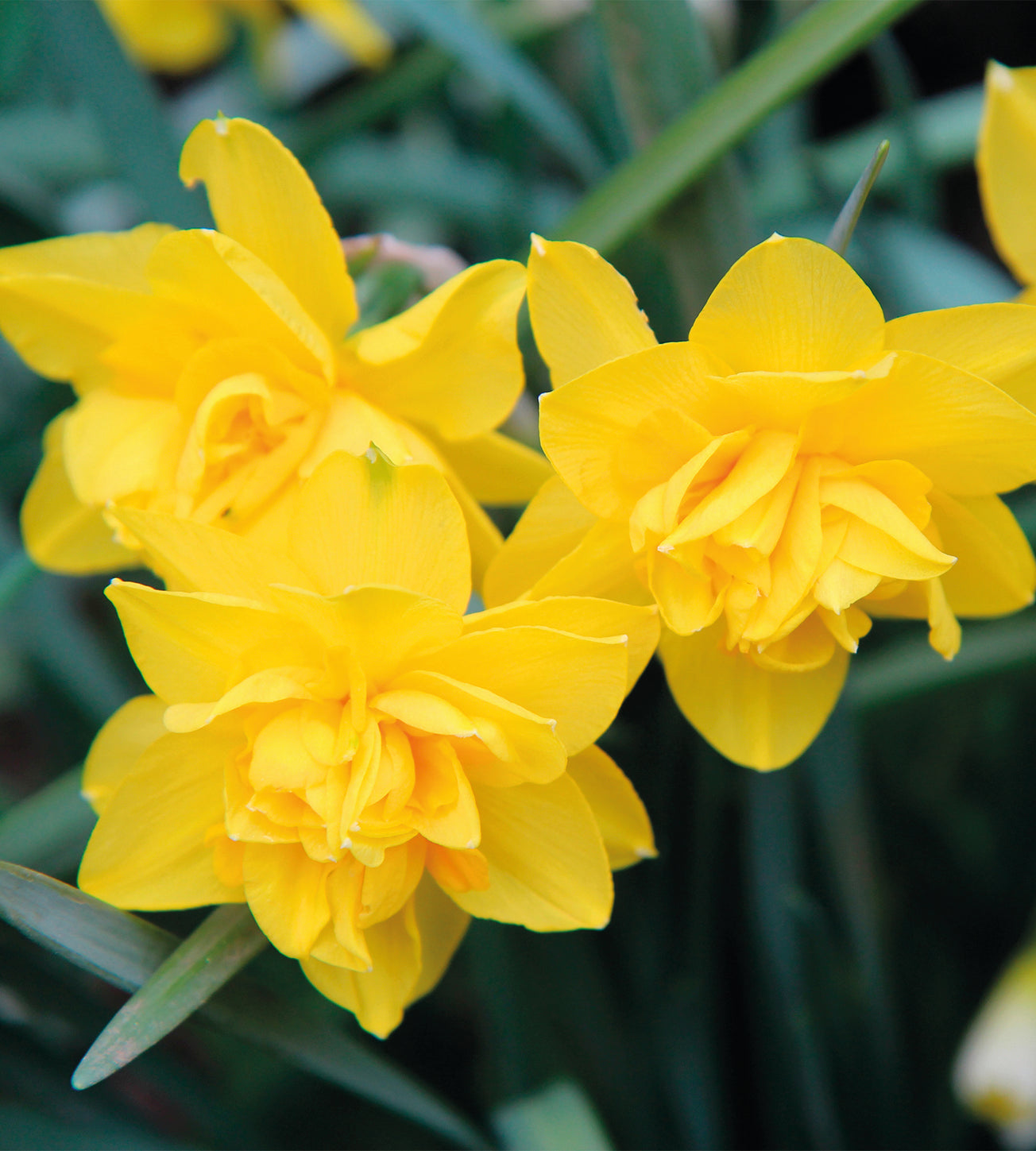 30 kpl Narsissi ’Pencrebar’ – Puutarha.com