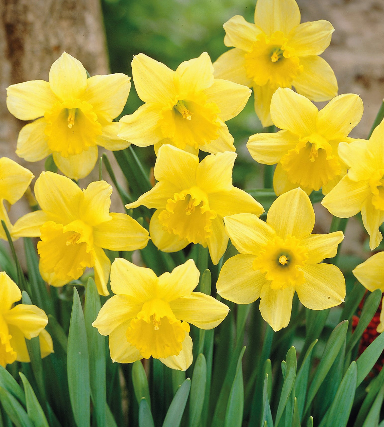 30 kpl Narsissi ’Carlton’ – Puutarha.com