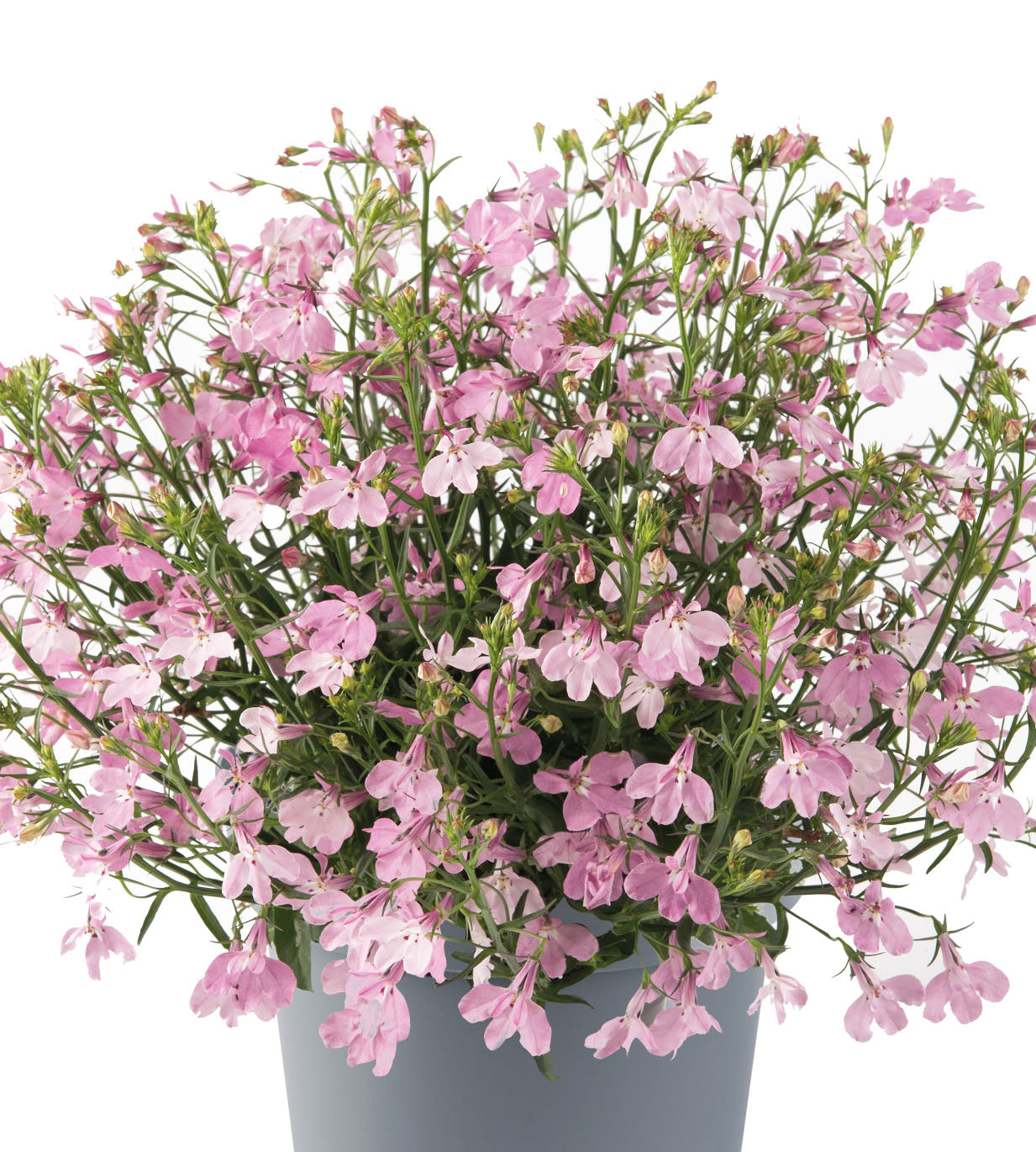 5 kpl Sinilobelia ’Sweet Springs Pink' – Puutarha.com