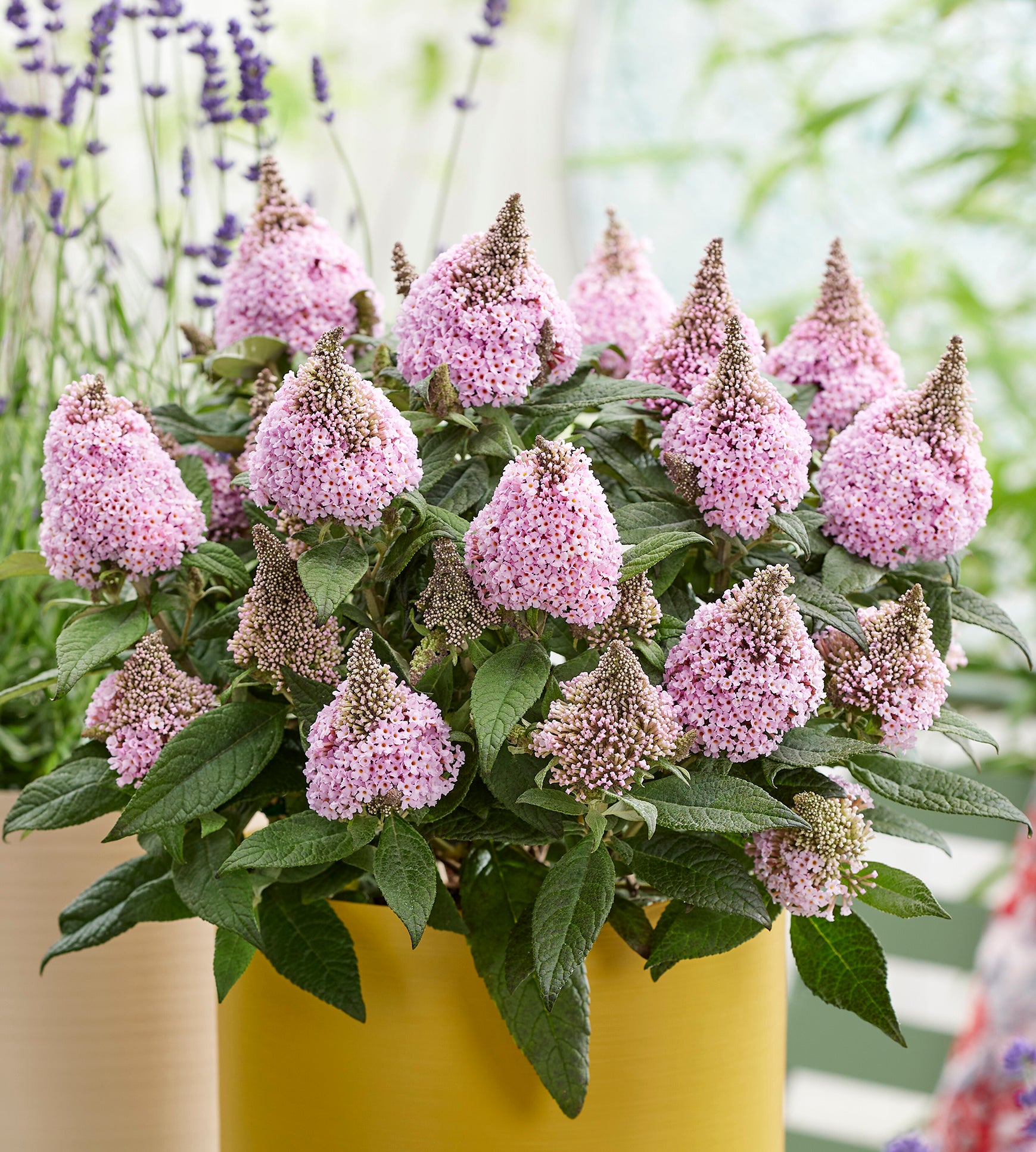 3 kpl Pikkubuddleja 'Little Rockstars Pink' – Puutarha.com
