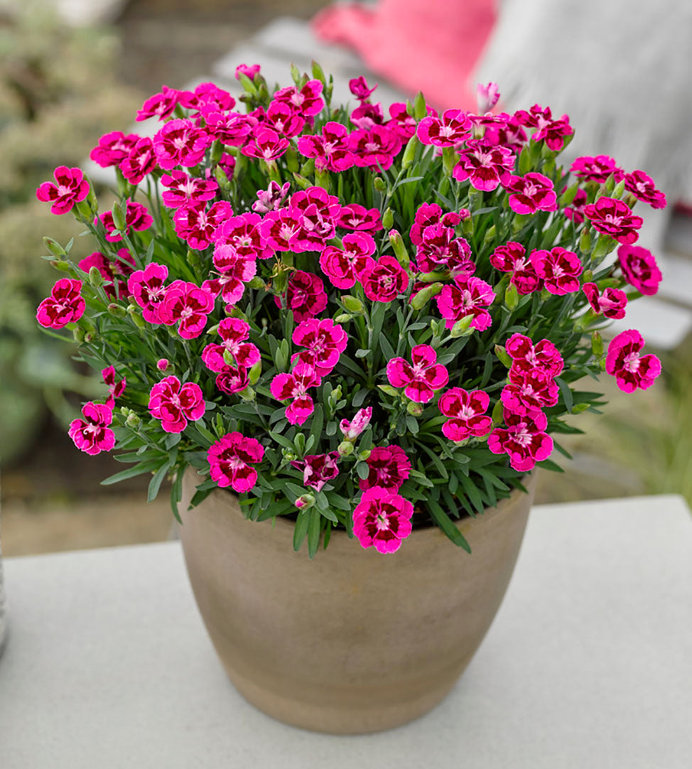 Neilikka 'Bff Purple’ 5 kpl – Puutarha.com