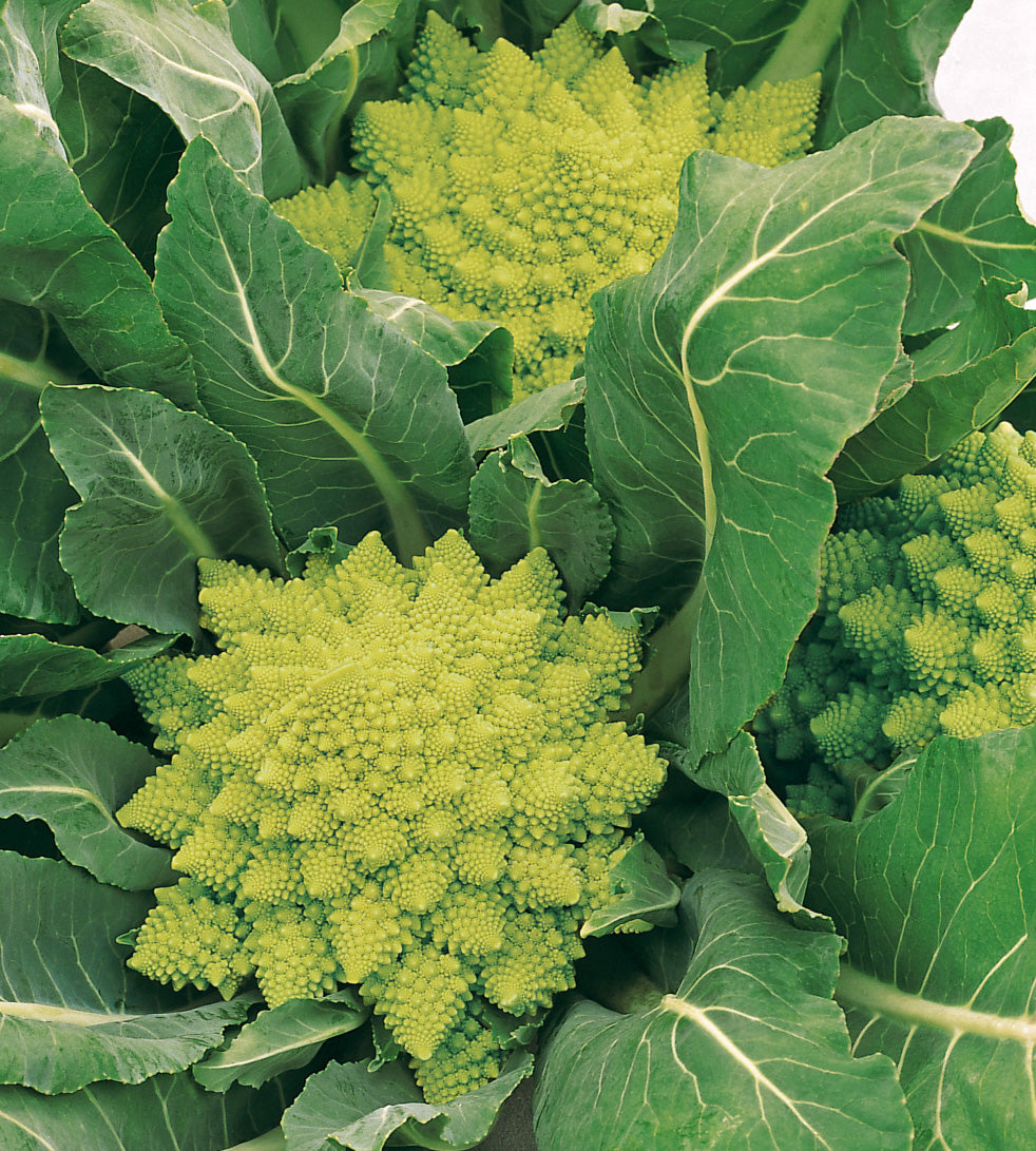 6 kpl Kukkakaali 'Romanesco Veronica' – Puutarha.com