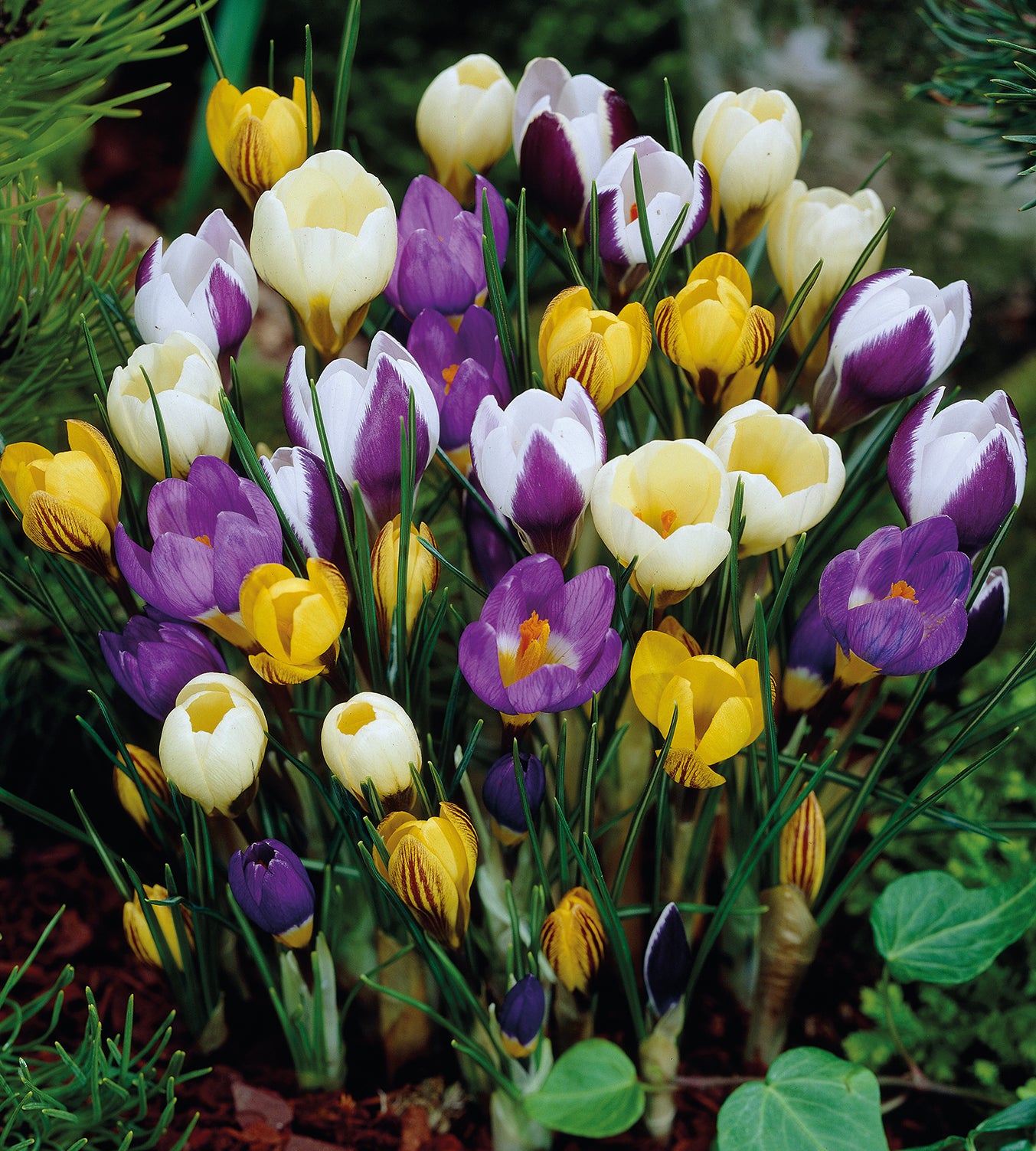 30 kpl Krookus Mix – Puutarha.com