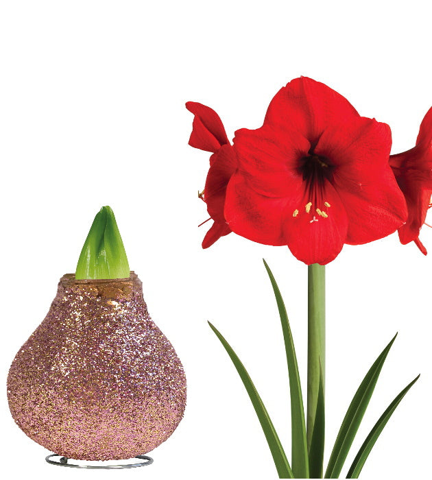 1 kpl Vaha-amaryllis Magic Rose Gold – Puutarha.com