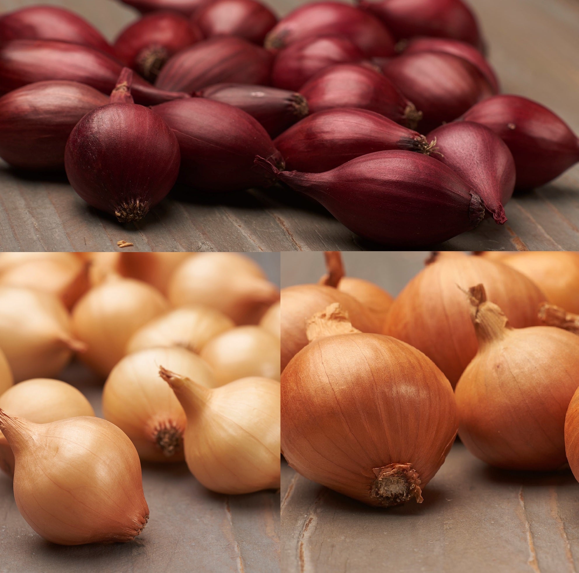 Sipuli Mix – Puutarha.com