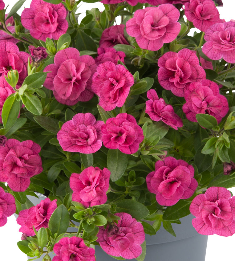 4 kpl Miljoonakello 'Double Rose' – Puutarha.com