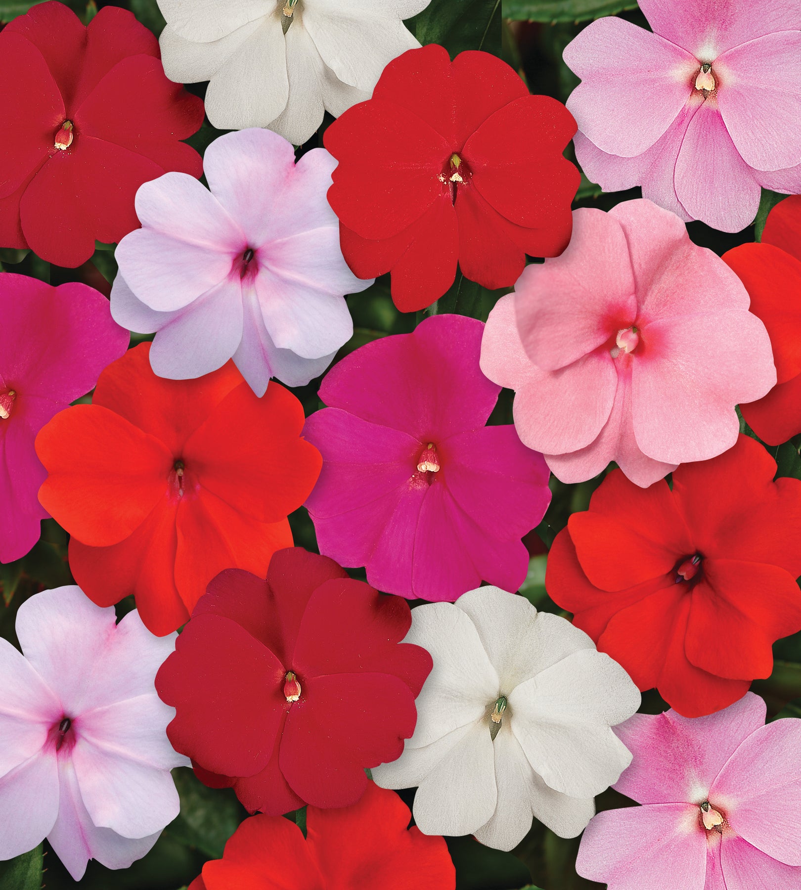 Ahkeraliisa ’Beacon mix’ 12 kpl – Puutarha.com