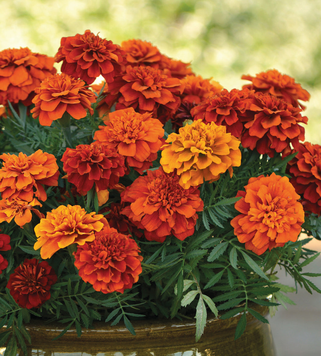 Ryhmäsamettikukka ’Bonanza Fireball’ 12 kpl – Puutarha.com