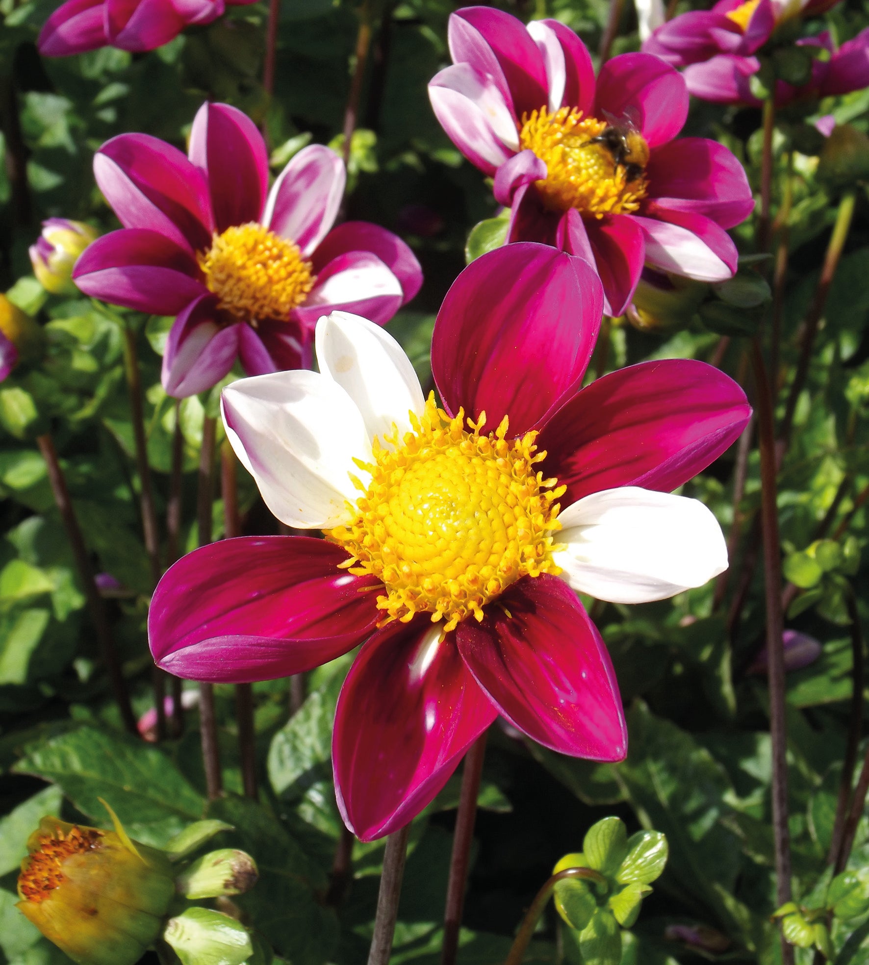 3 kpl Daalia ’Twynings Smartie’ – Puutarha.com