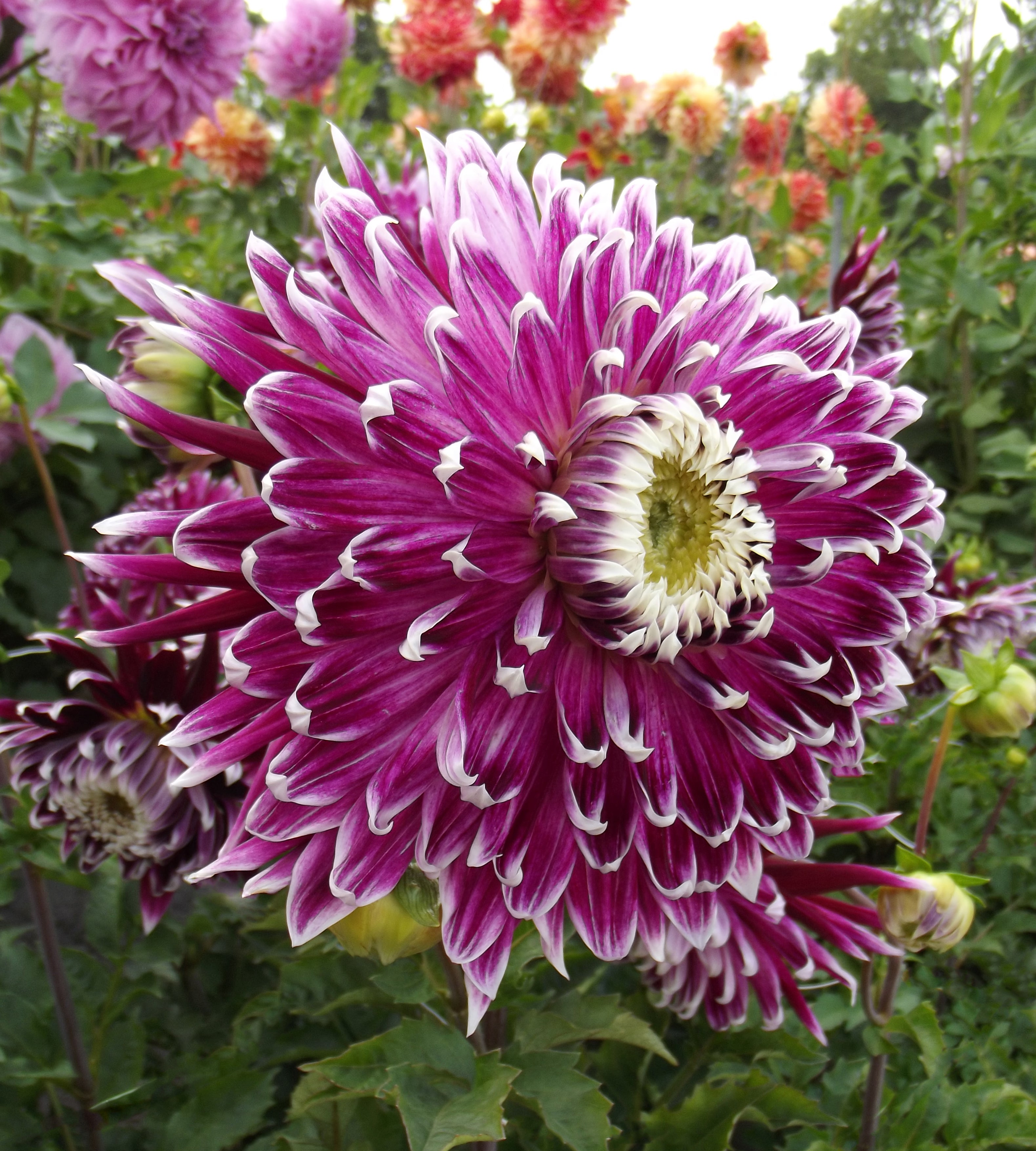 Daalia ’Vancouver’ 3 kpl – Puutarha.com