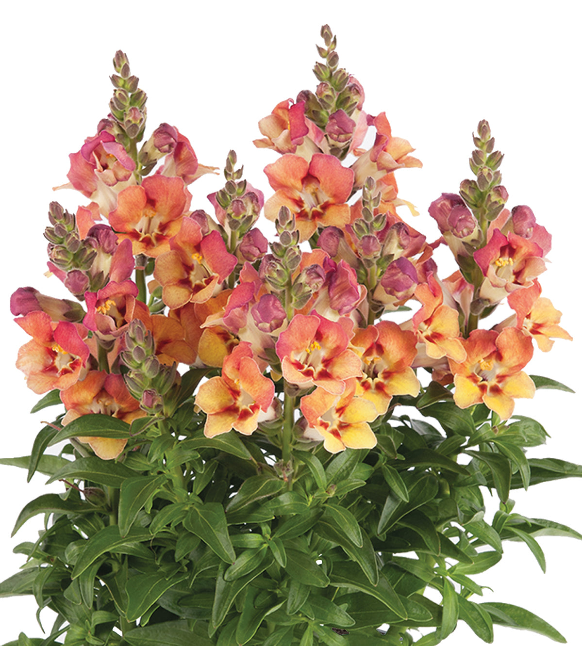 Leijonankita 'Copper Apricot' 4 kpl – Puutarha.com