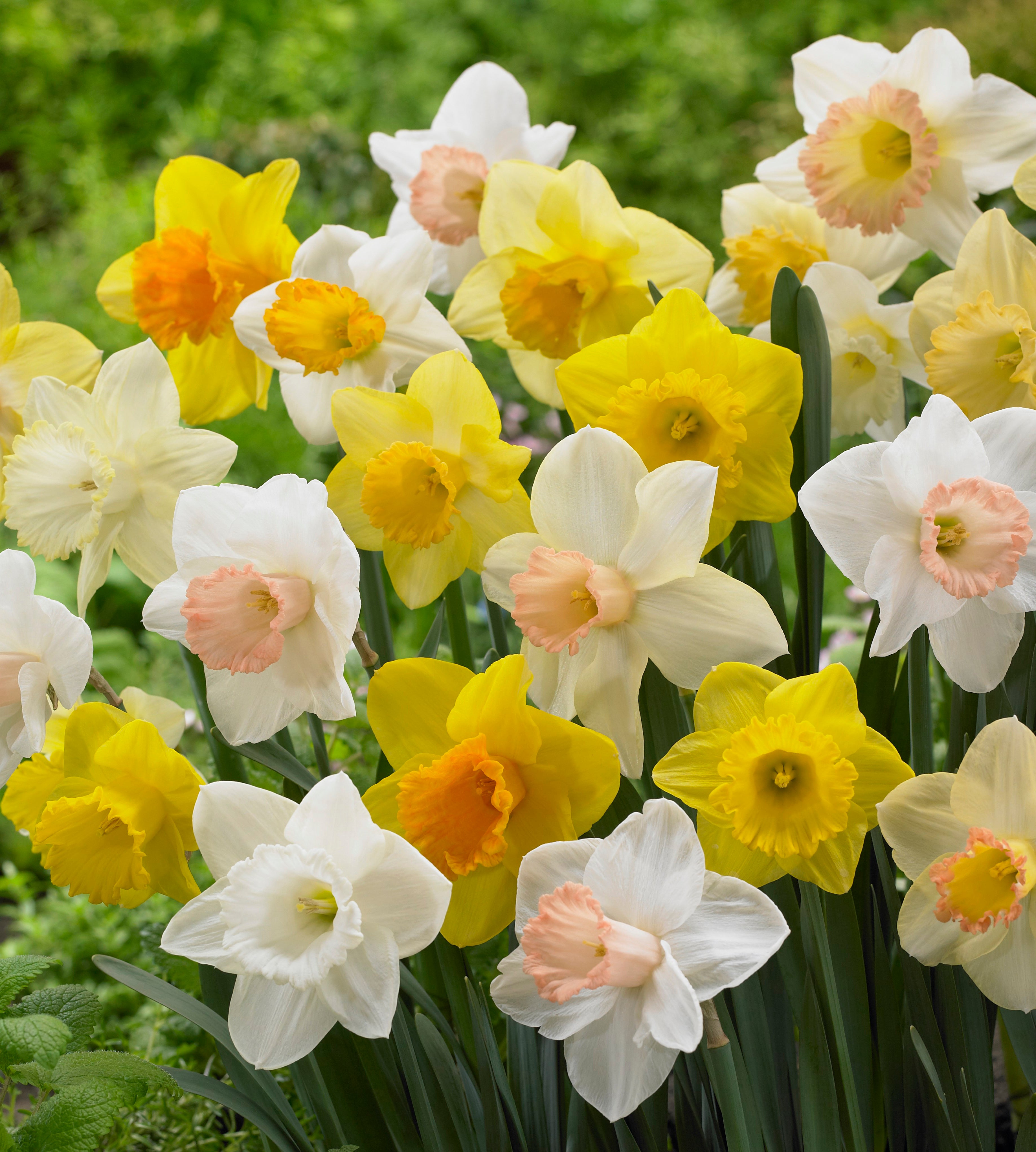 30 kpl Narsissi mix – Puutarha.com