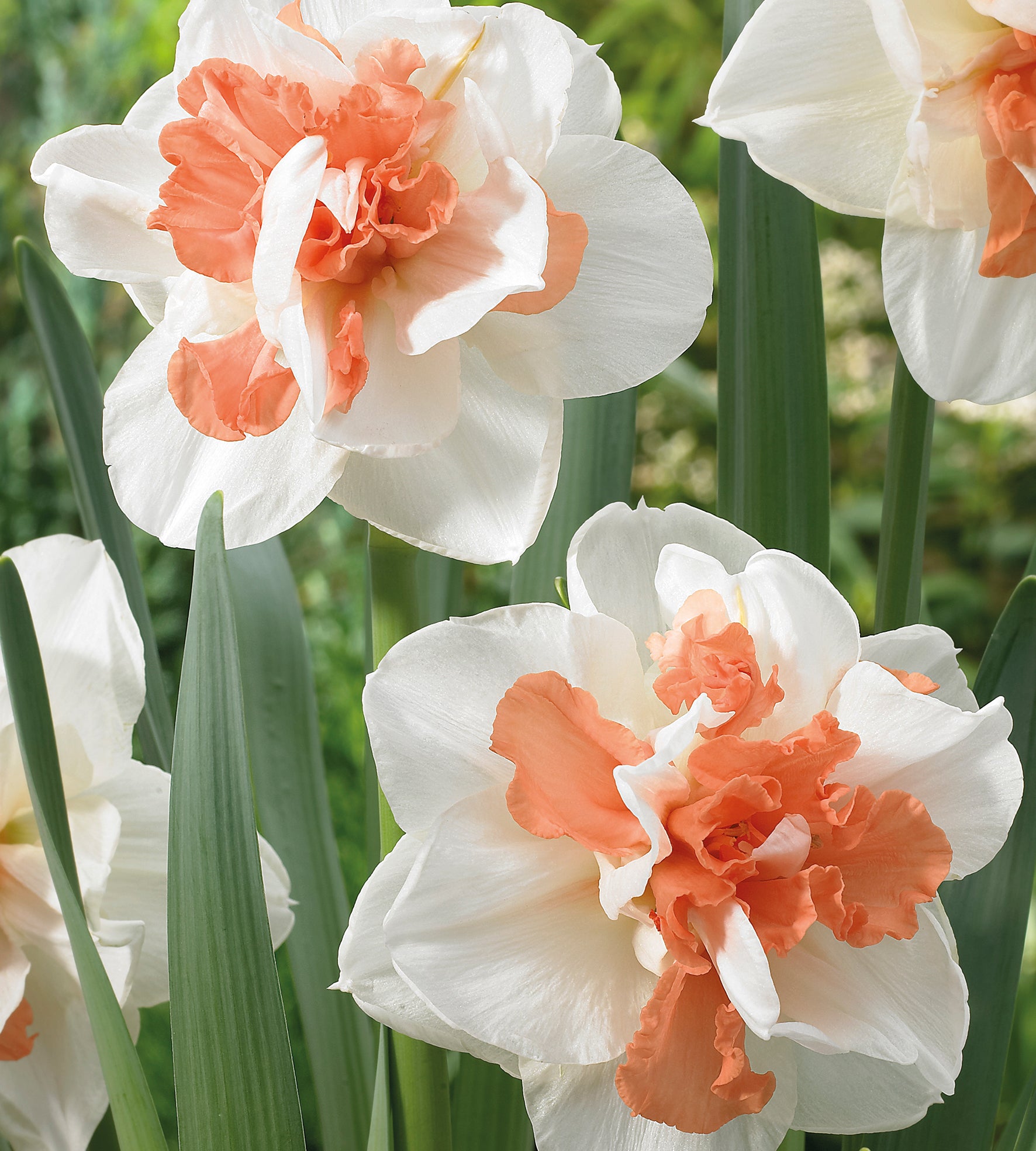 5 kpl Narsissi ’Delnashaugh’ – Puutarha.com