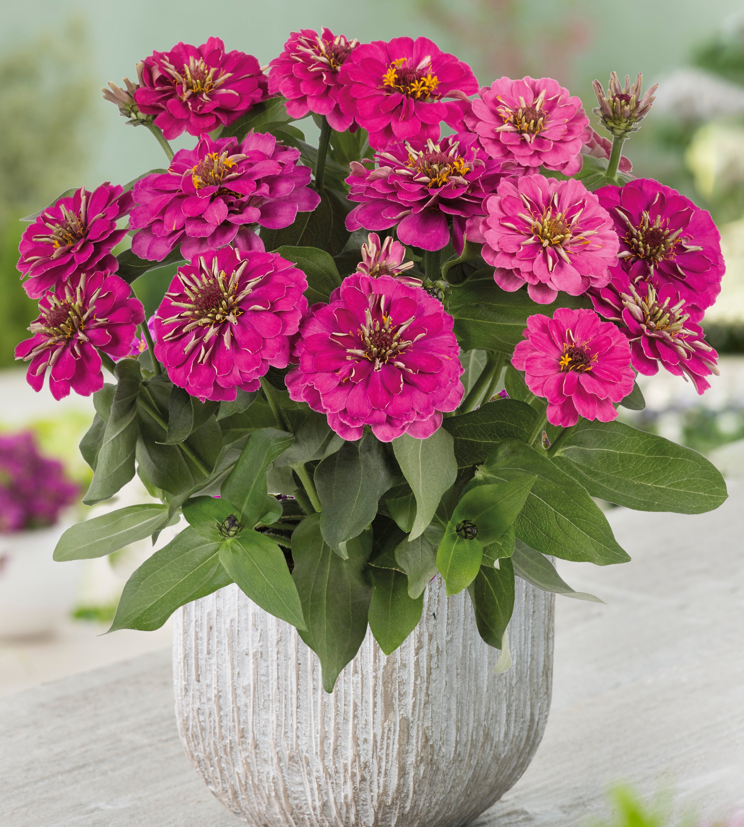 Isozinnia ’Zen Rose’ 6 kpl – Puutarha.com
