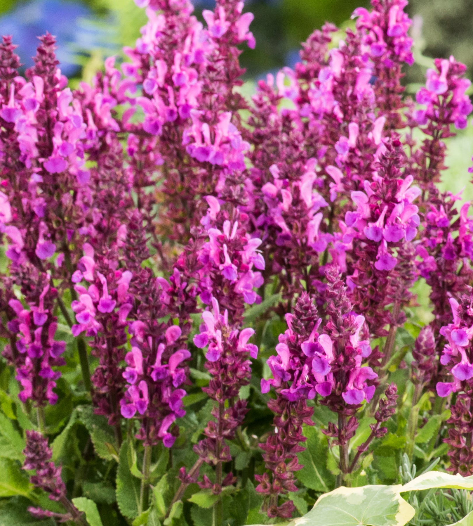 Lehtosalvia ’Marvel Rose’ 4 kpl – Puutarha.com