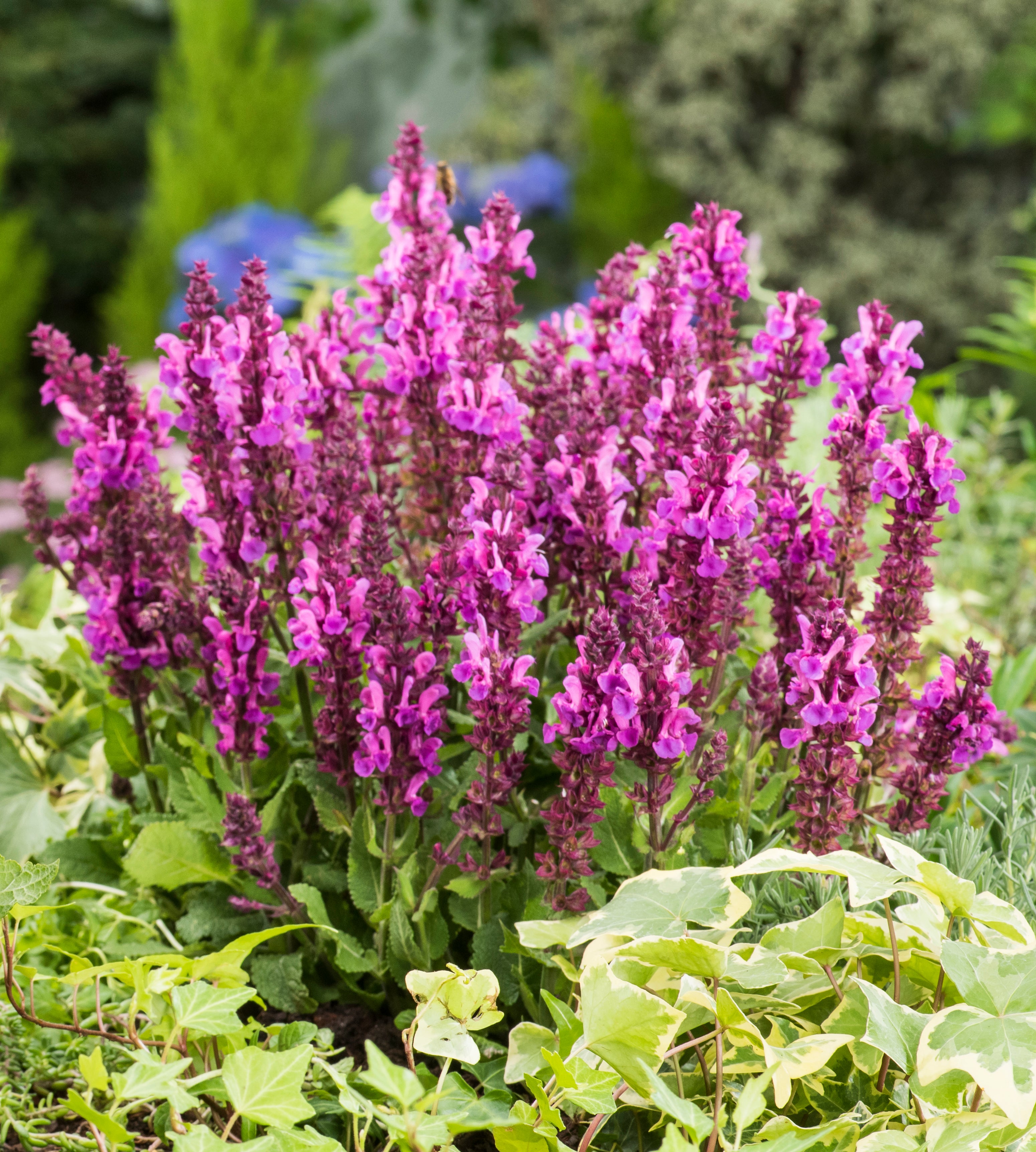 Lehtosalvia ’Marvel Rose’ 4 kpl – Puutarha.com
