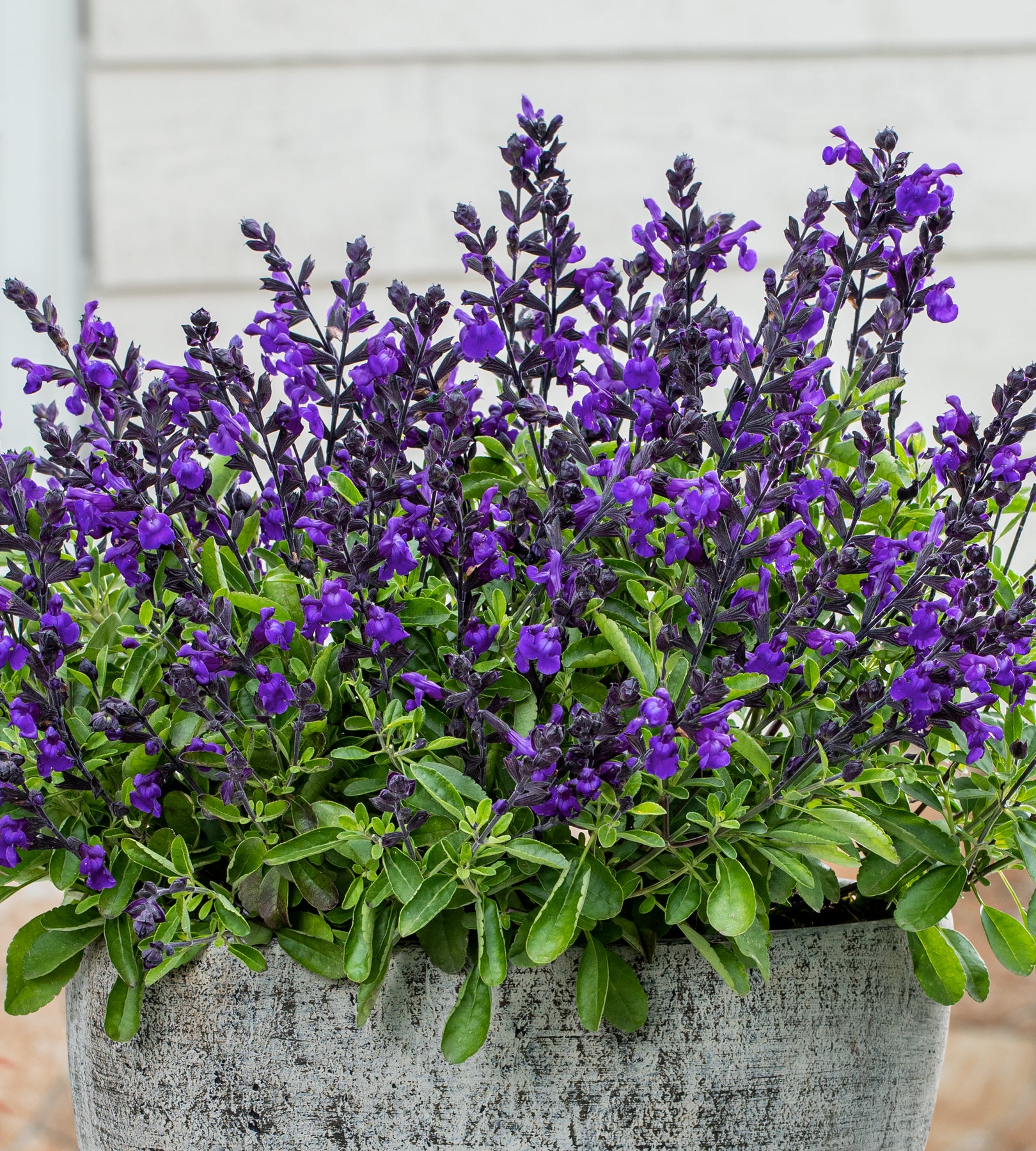 Syyssalvia ’Mirage Violet’ 4 kpl – Puutarha.com