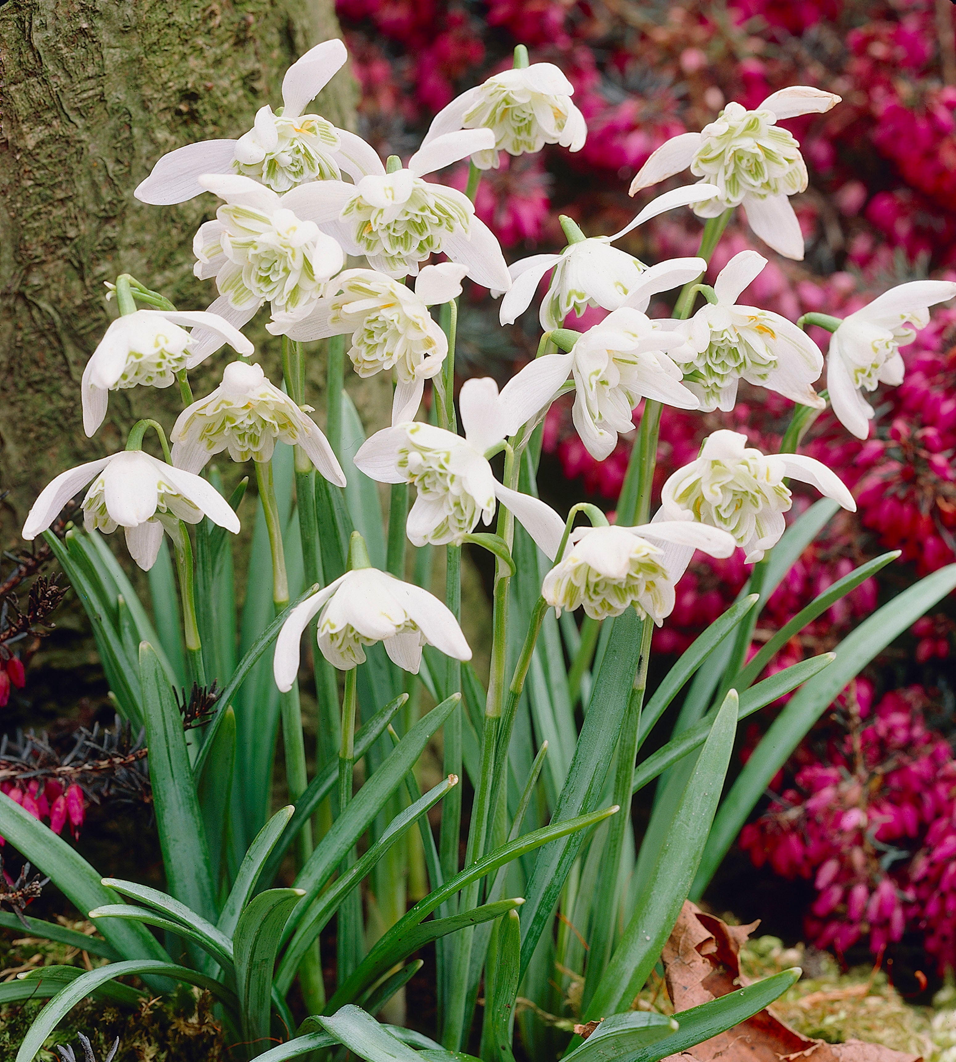 15 kpl Lumikello 'Flore Pleno' – Puutarha.com