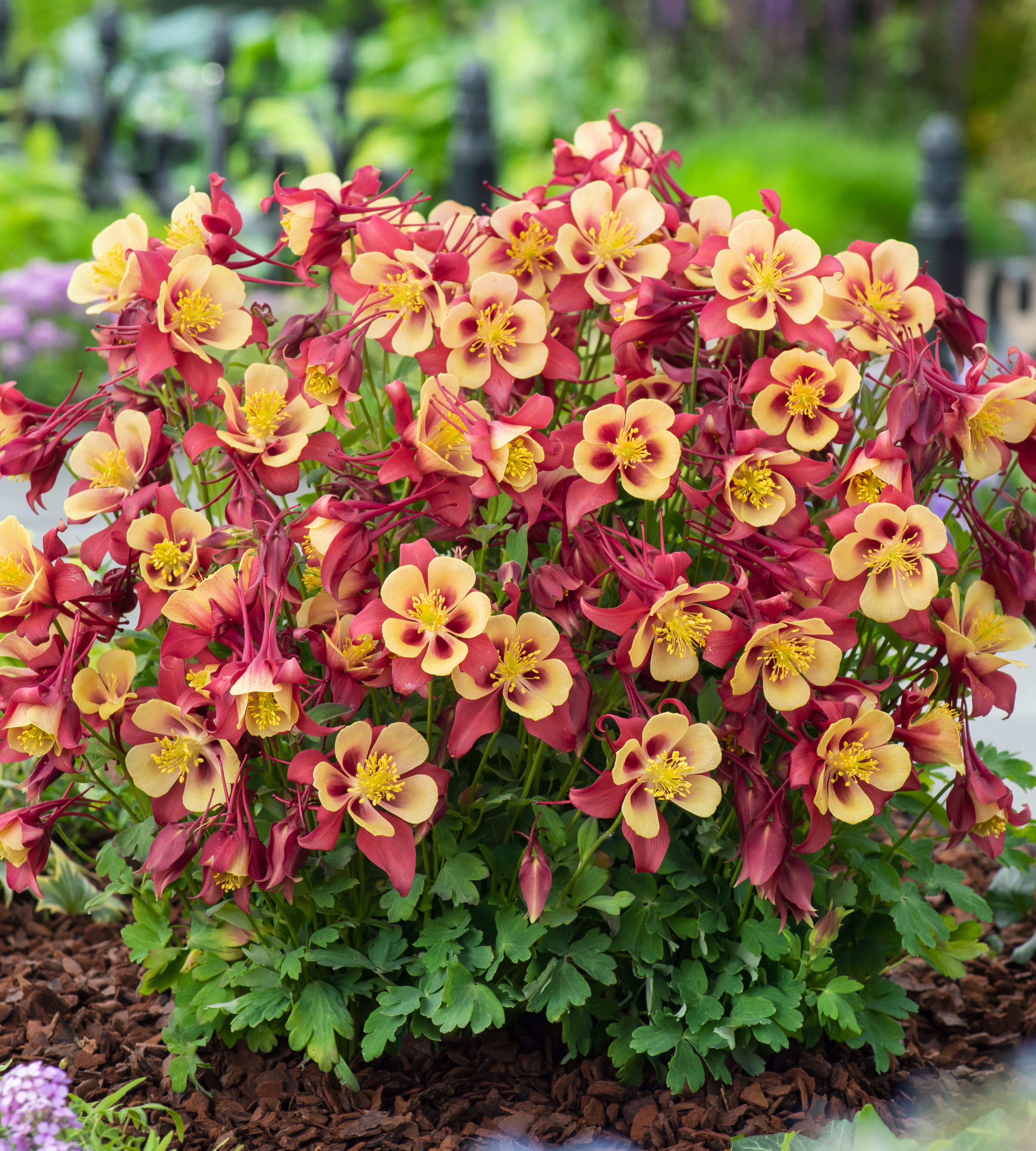 Akileija ’Earlybird Red Yellow’ 6 kpl – Puutarha.com