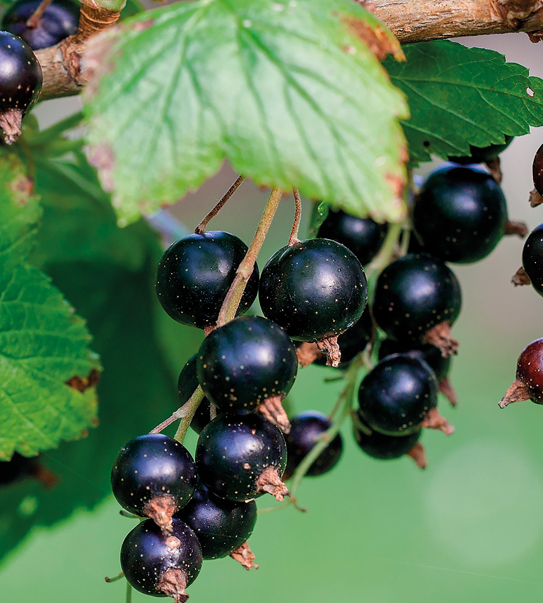 Mustaherukka – Puutarha.com