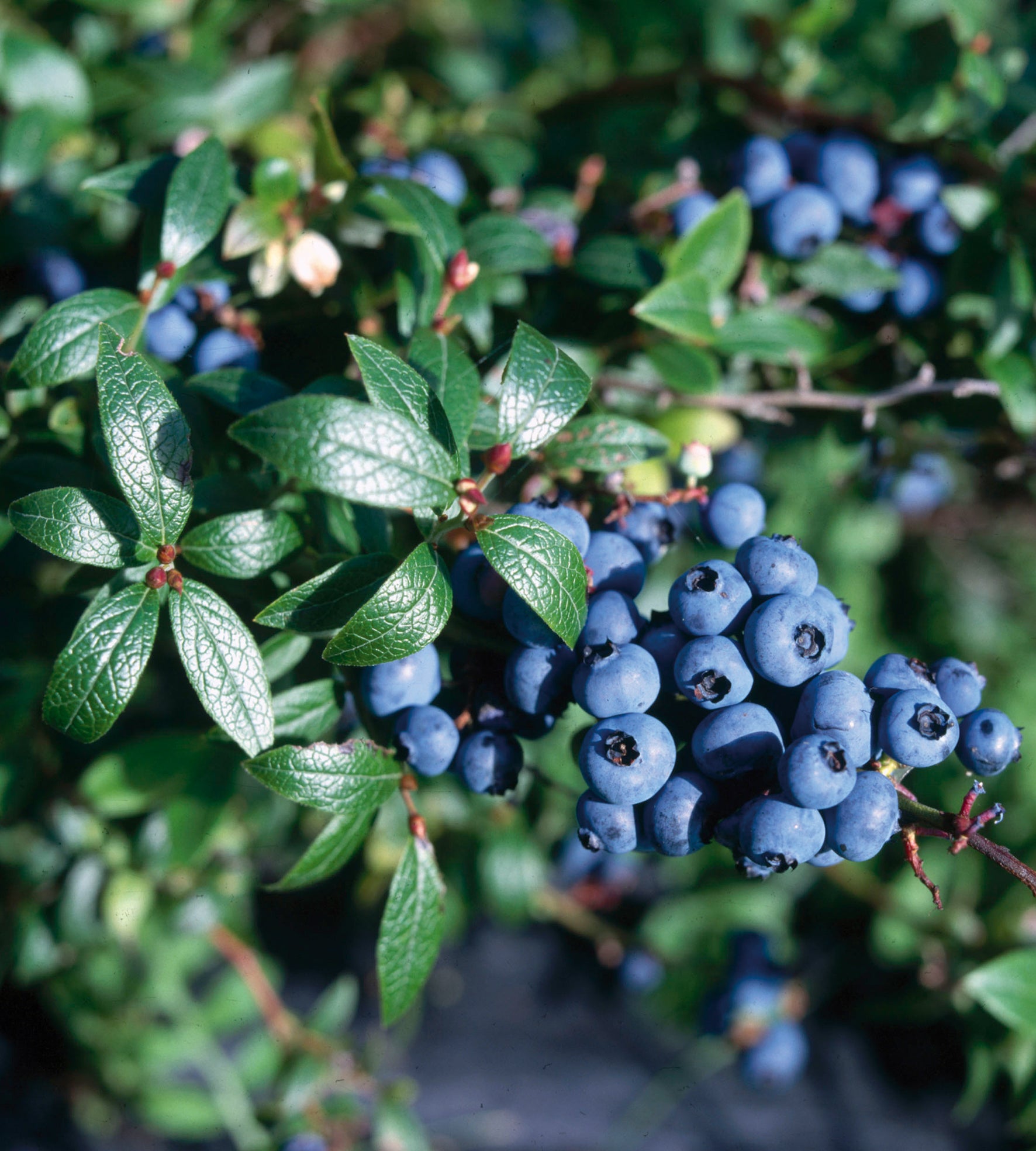 Pensasmustikka lajitelma 2 kpl (1+1) – Puutarha.com