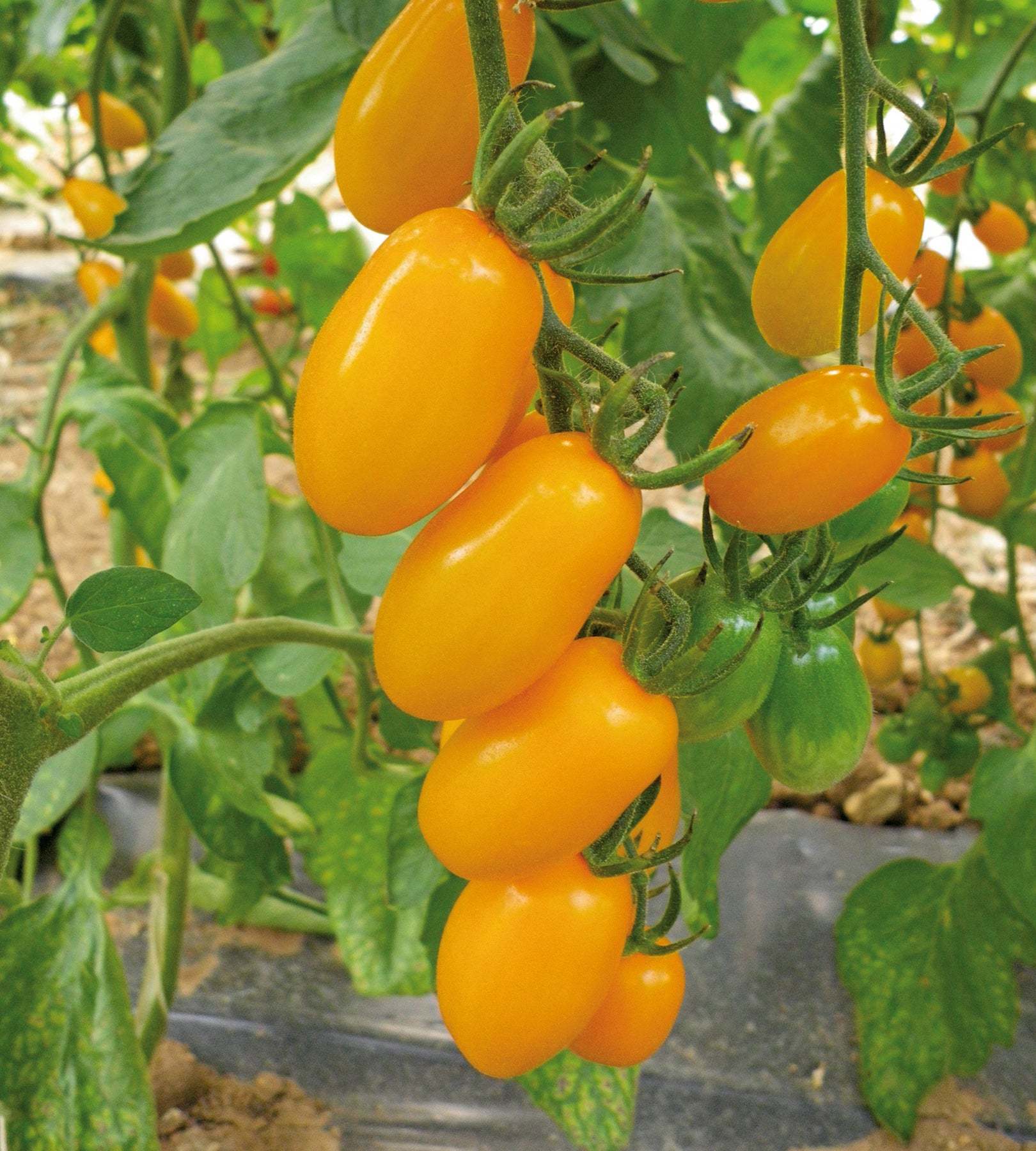 Tomaattilajitelma ’Trilly´s Family’ 3 kpl – Puutarha.com