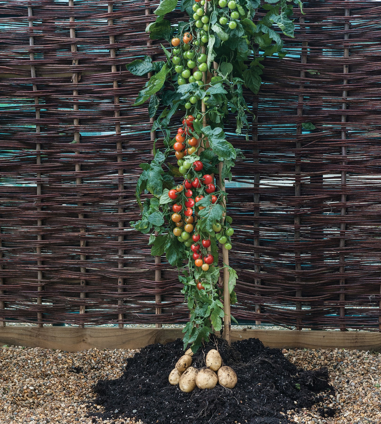 Tomaattiperuna ’TomTato’ – Puutarha.com