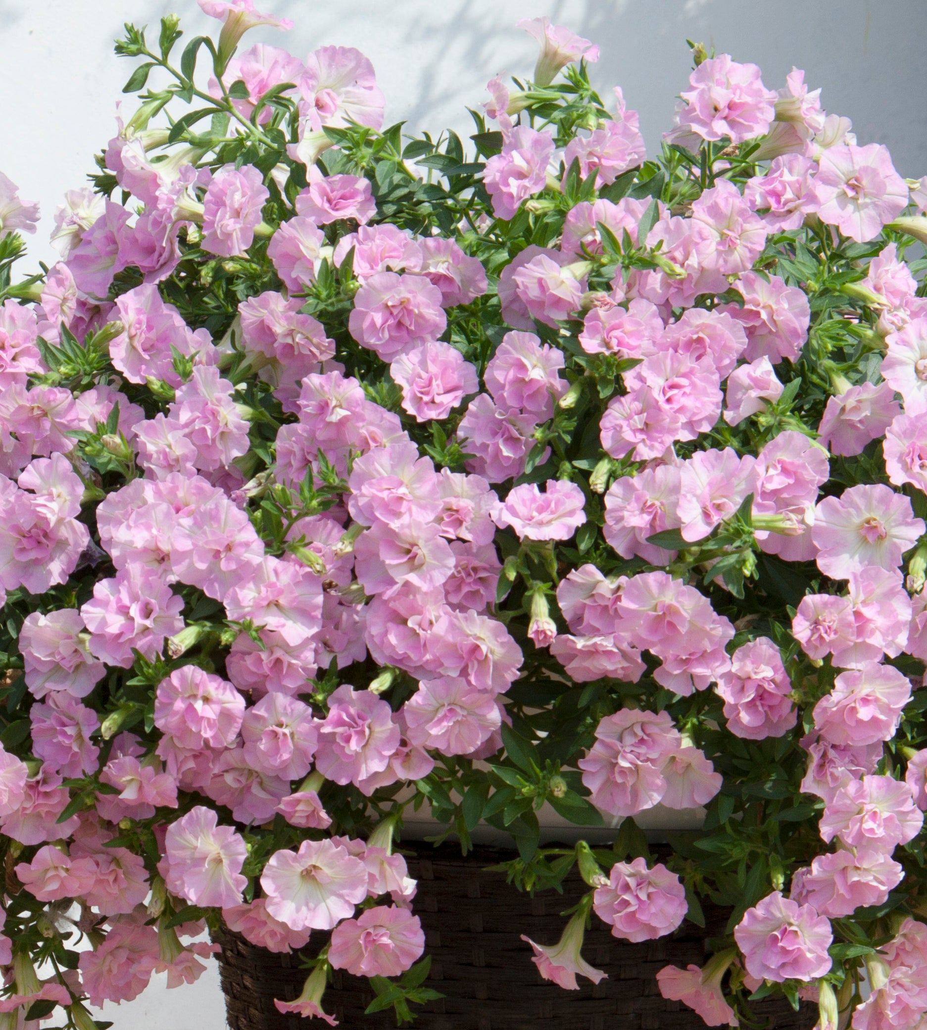 Petunia ’Sweet Sunshine Light Pink’ 3 kpl – Puutarha.com